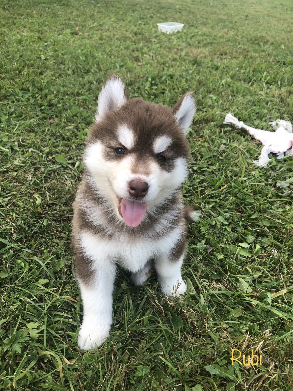 Mladički Sibirski haski
