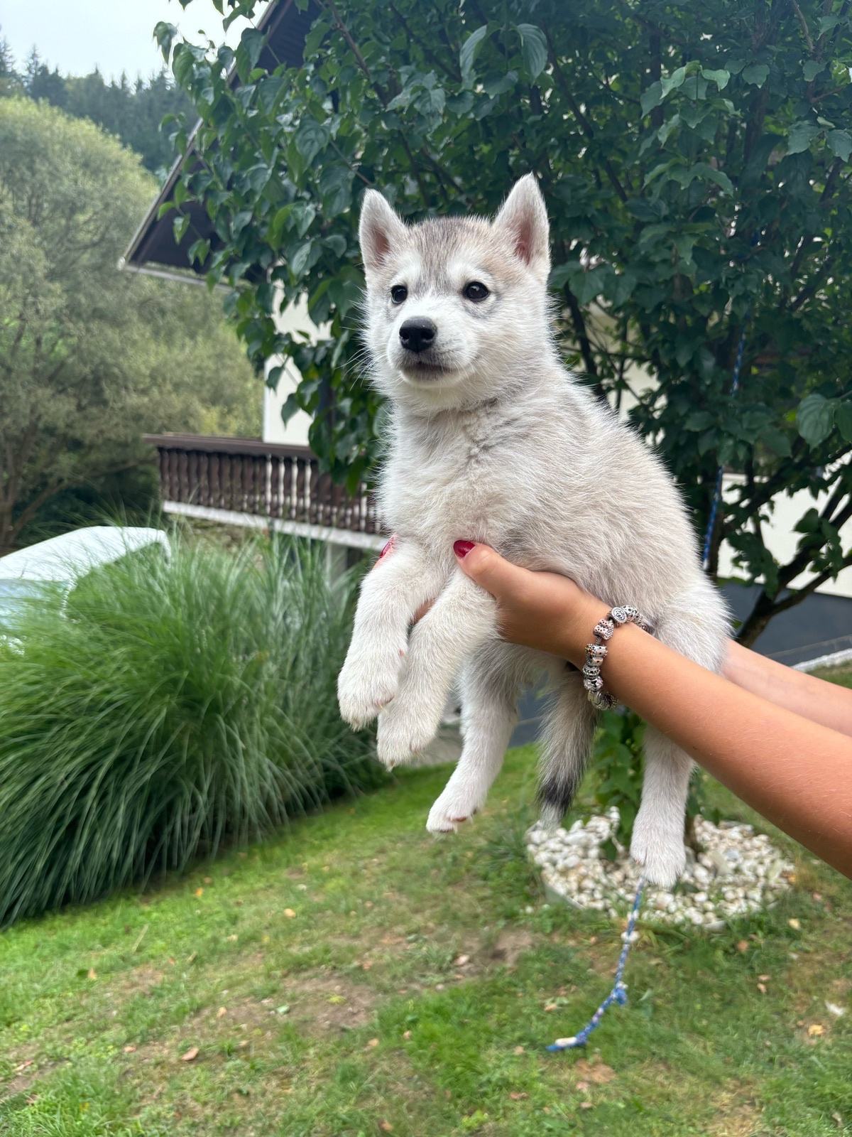 Mladicki Sibirski haski