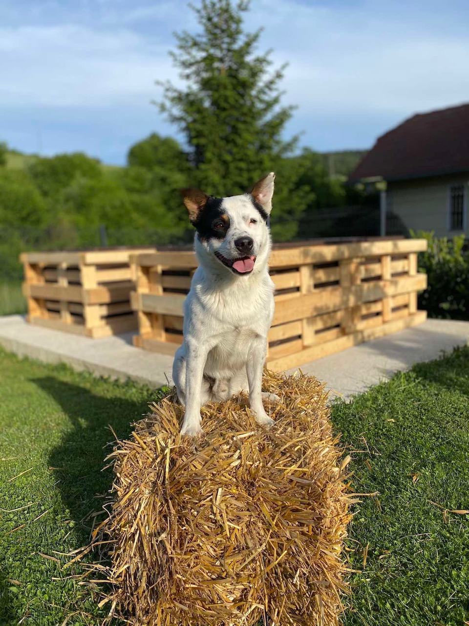Paritev - Australian Cattle Dog - Avstralski Govedar