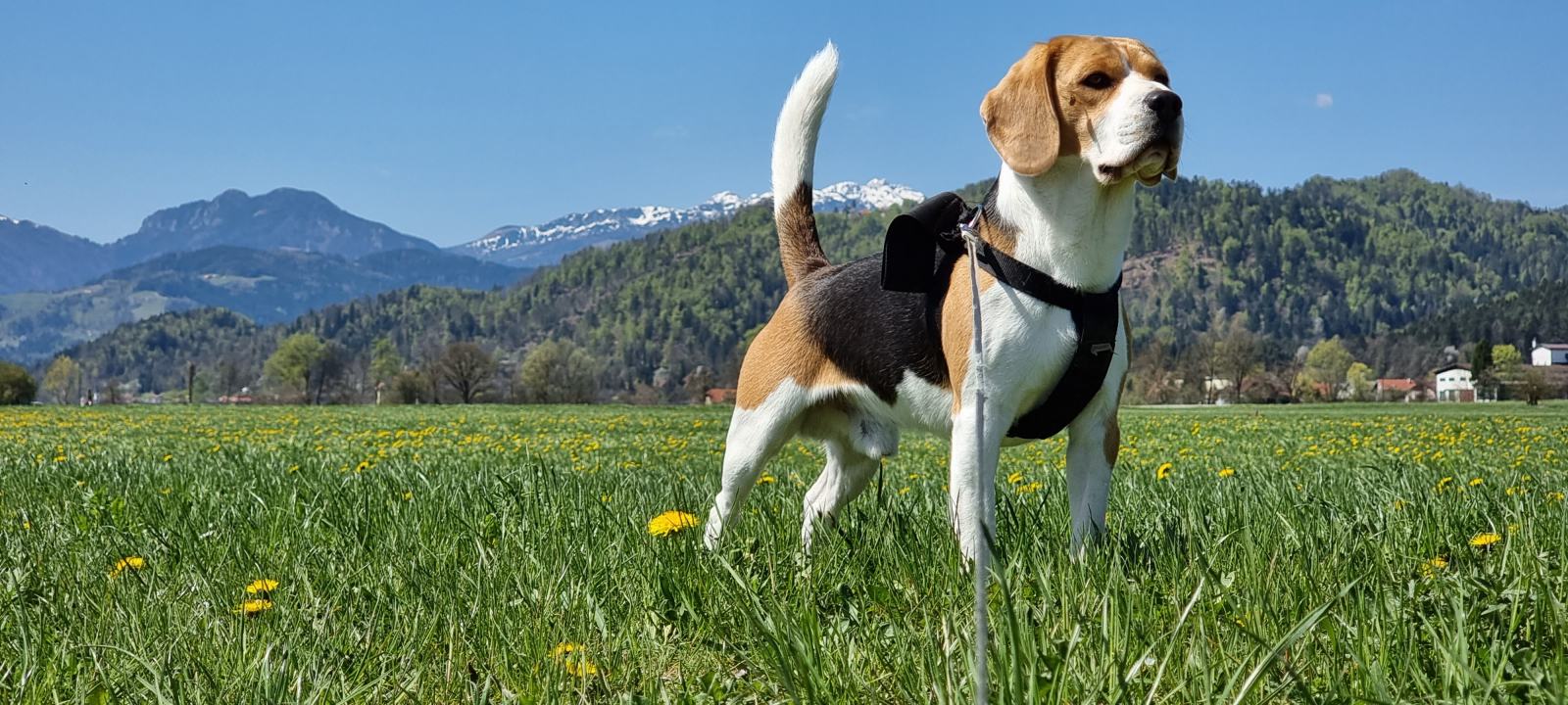 Beagle za parjenje, čistokrven, brez rodovnika, dobrega značaja