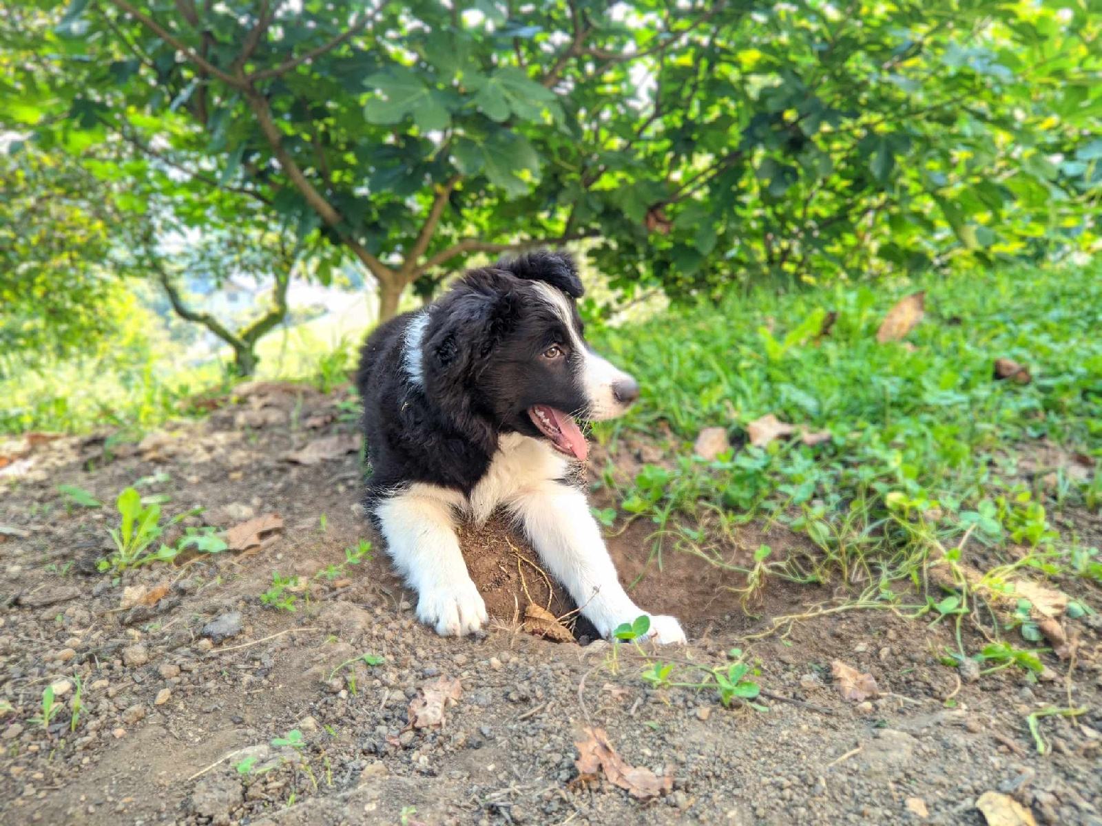 pes border collie