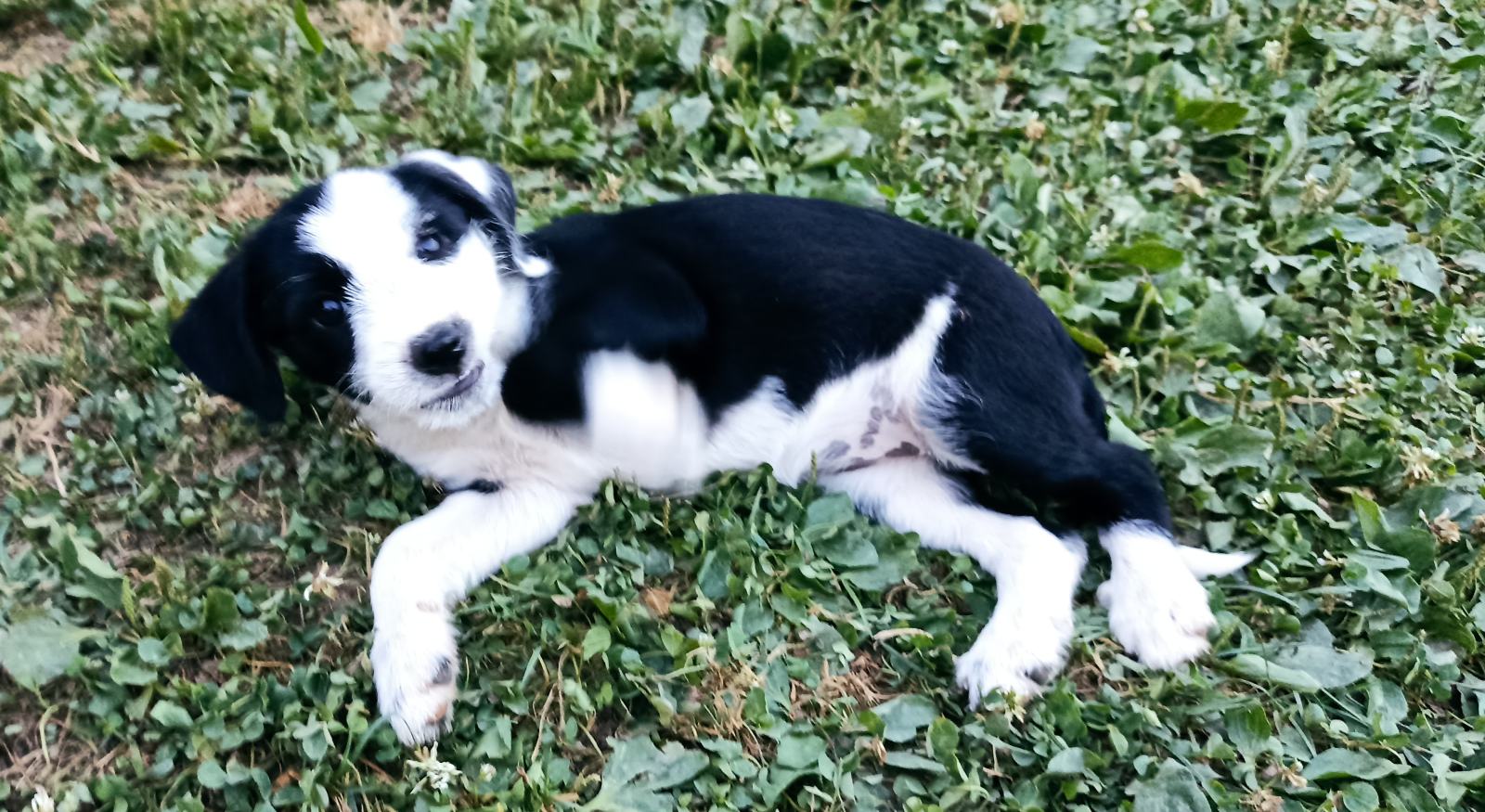 Pes-mladiči mešanci