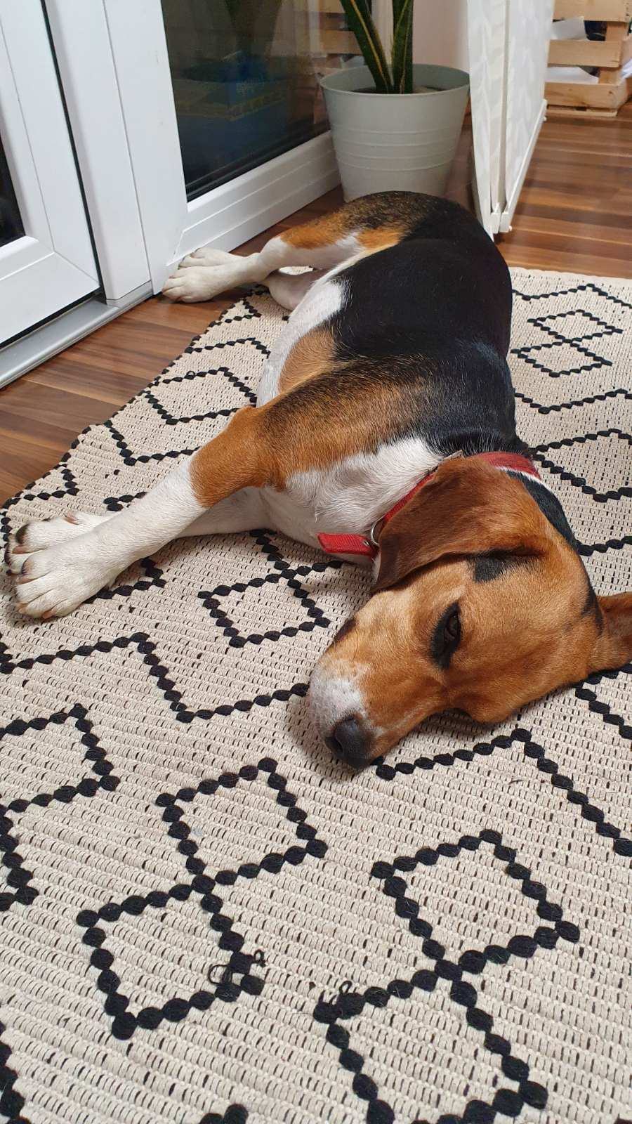 Podarimo psa Beagle -a