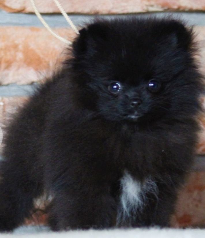 Pomeranian - POMERANEC - BOO ... MINI varijanta