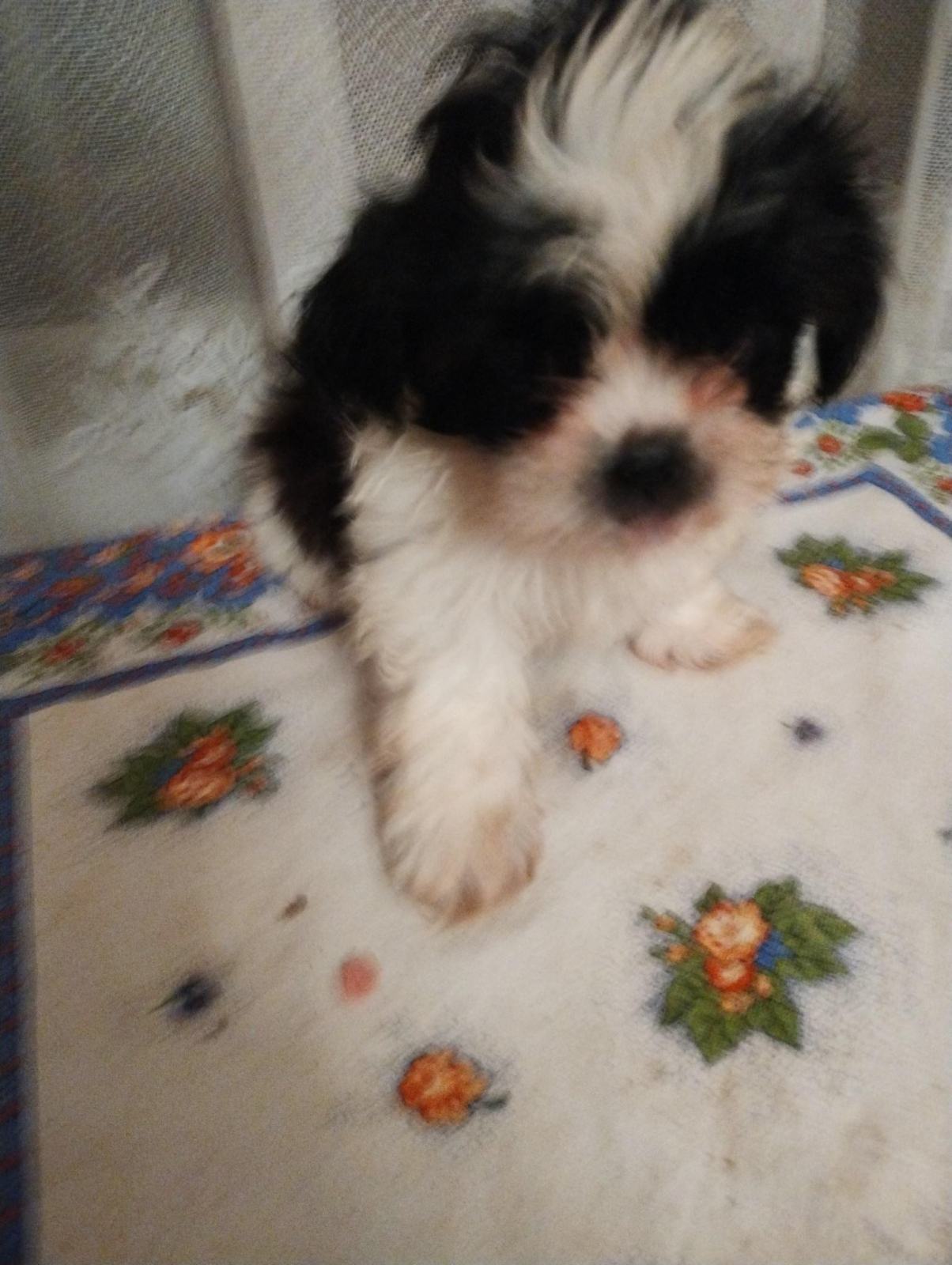 Prodajemo mini shi tzu stence