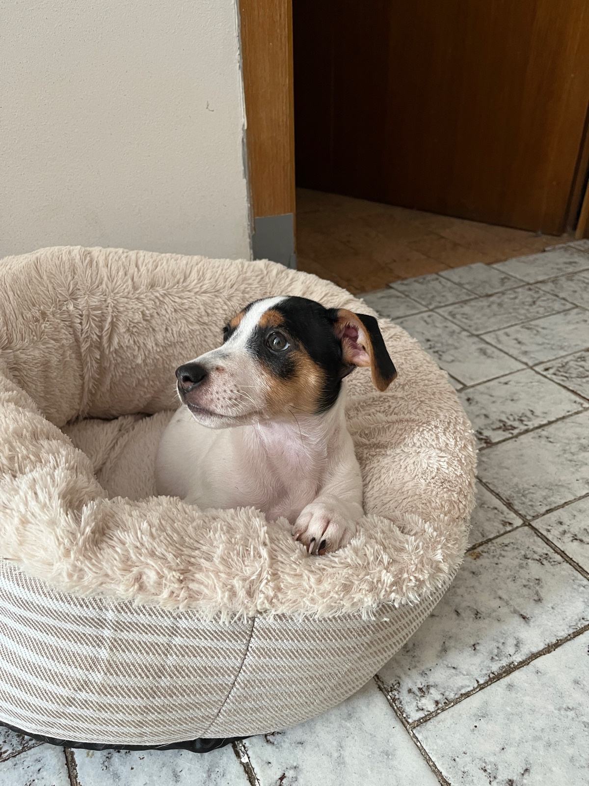 Prodam samčka jack russla