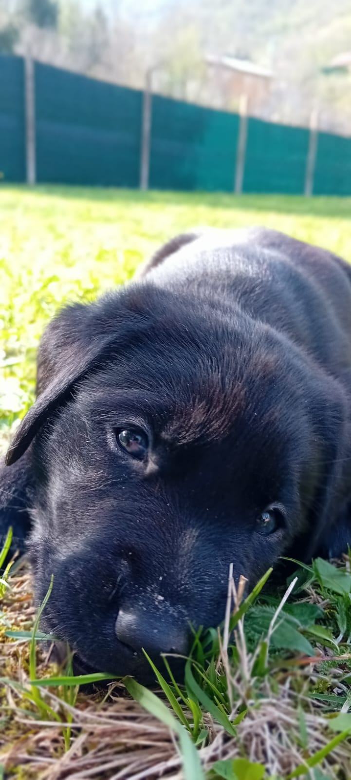 Psi labradorci mladički