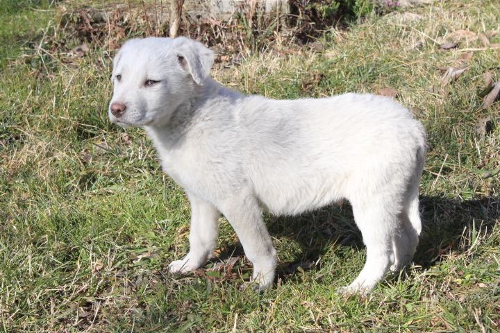 Pastirski psi is Šar planine - mešanci (niso šarplaninci)
