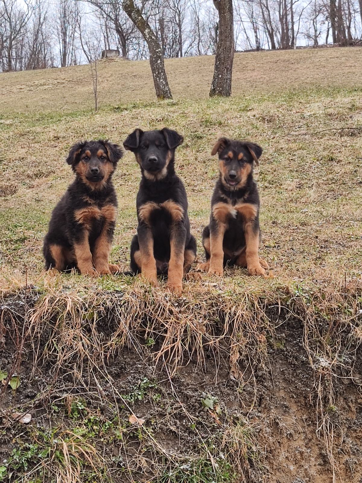 Psi mešanci - nemški ovčar