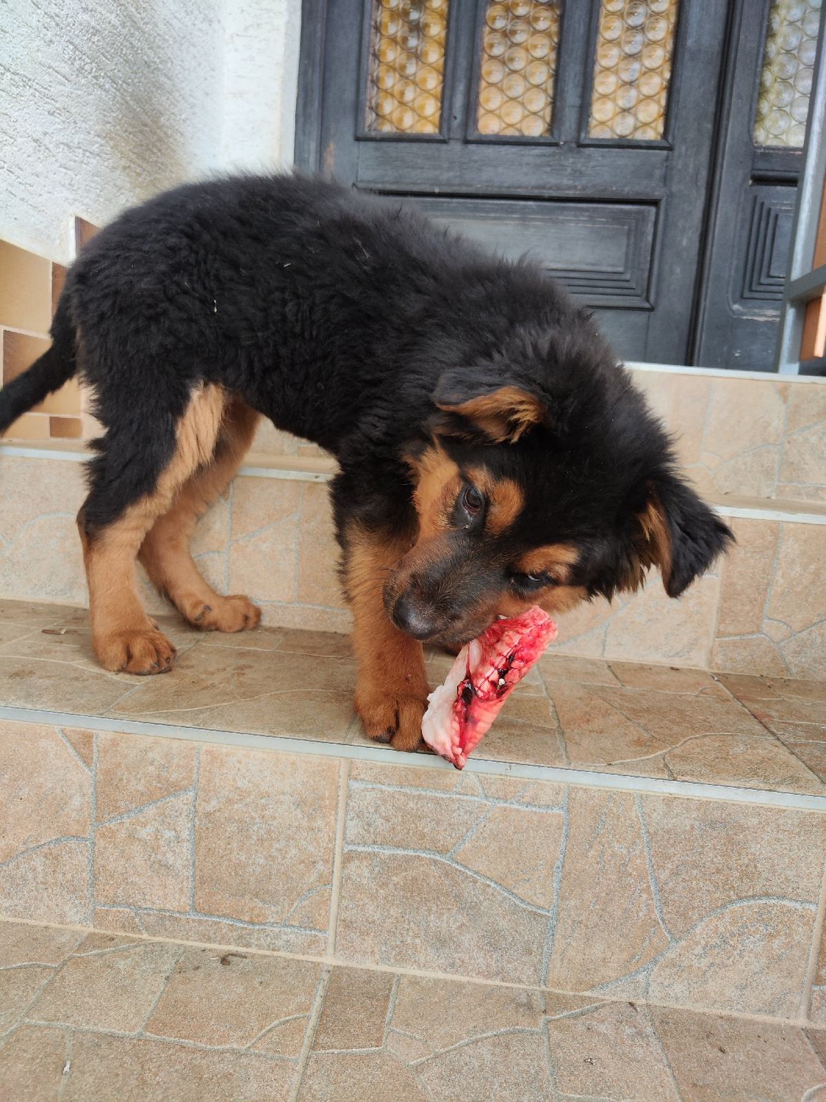 Psi mešanci - nemški ovčar