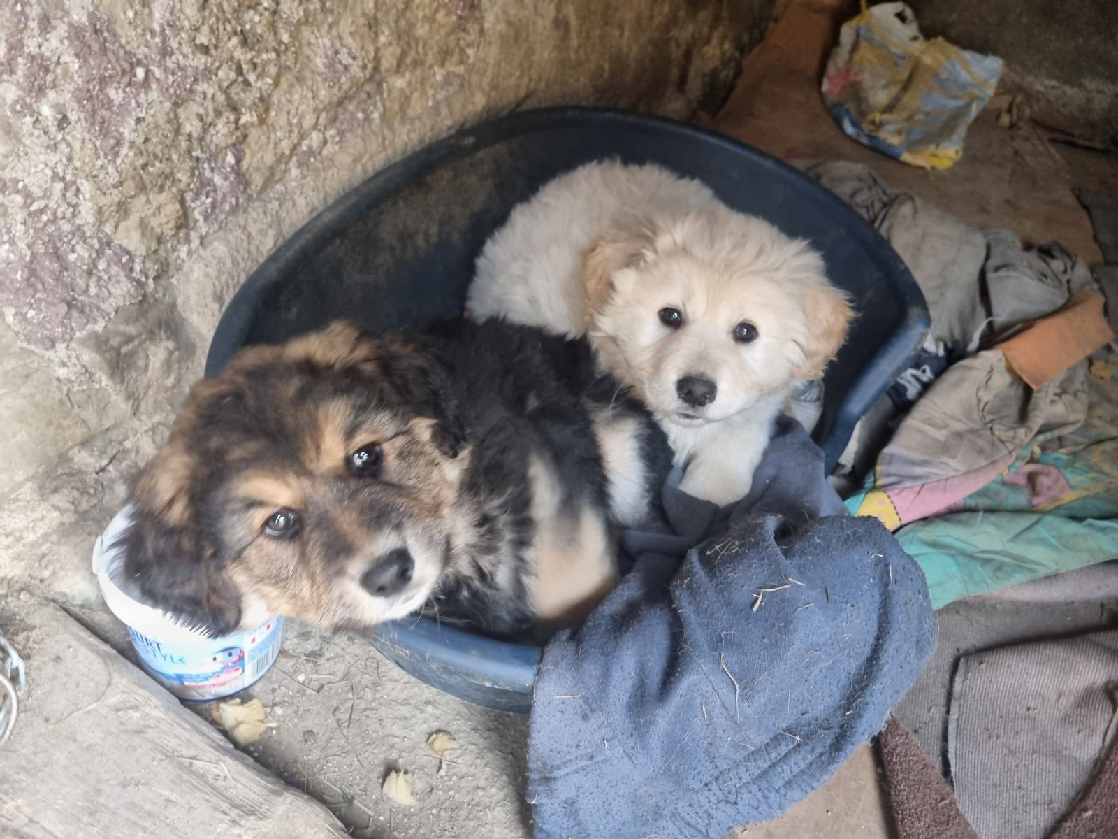 Pes, kuža mešanček, brez rodovnika