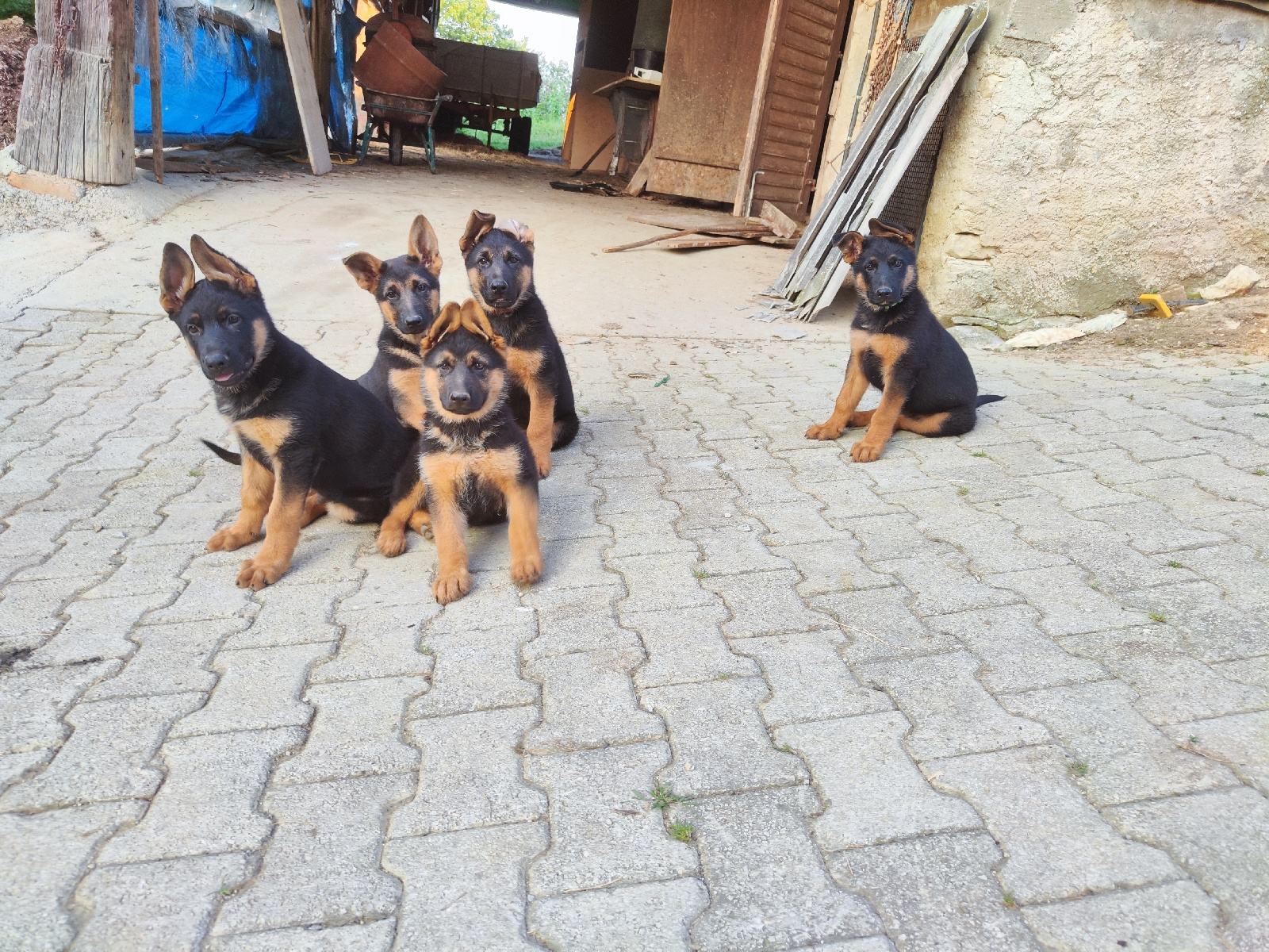 Psi Nemški ovčarji