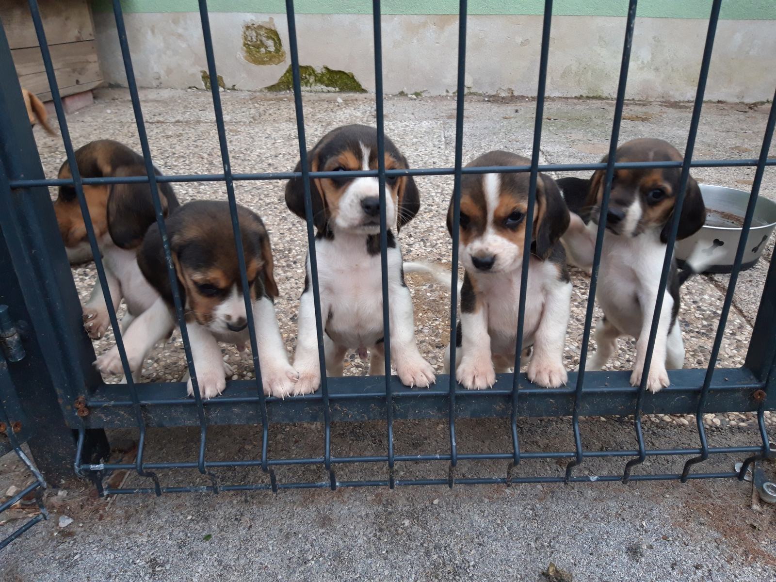 psički beagle