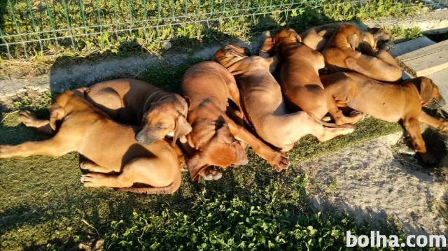Rodezijski grebenar-mladički