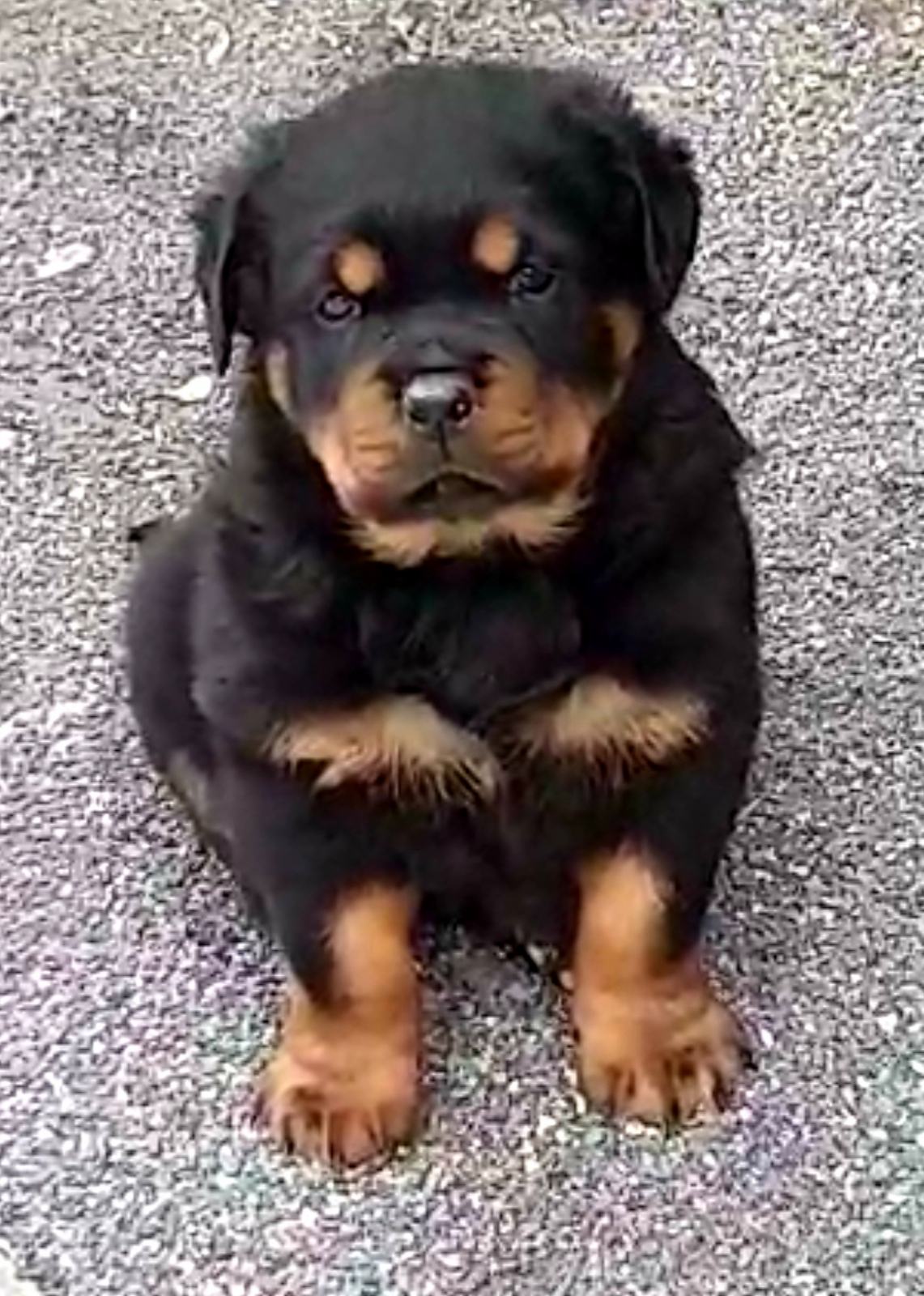 Rottweiler