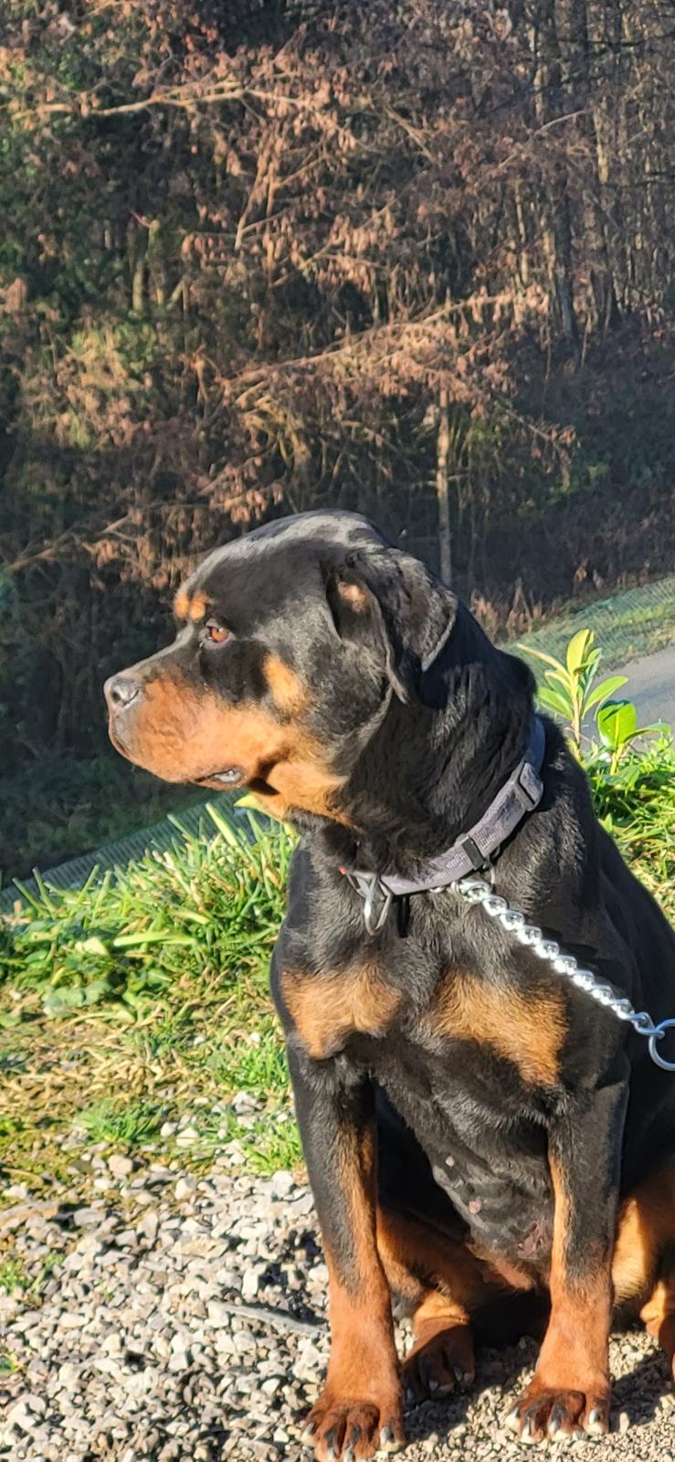Rottweiler