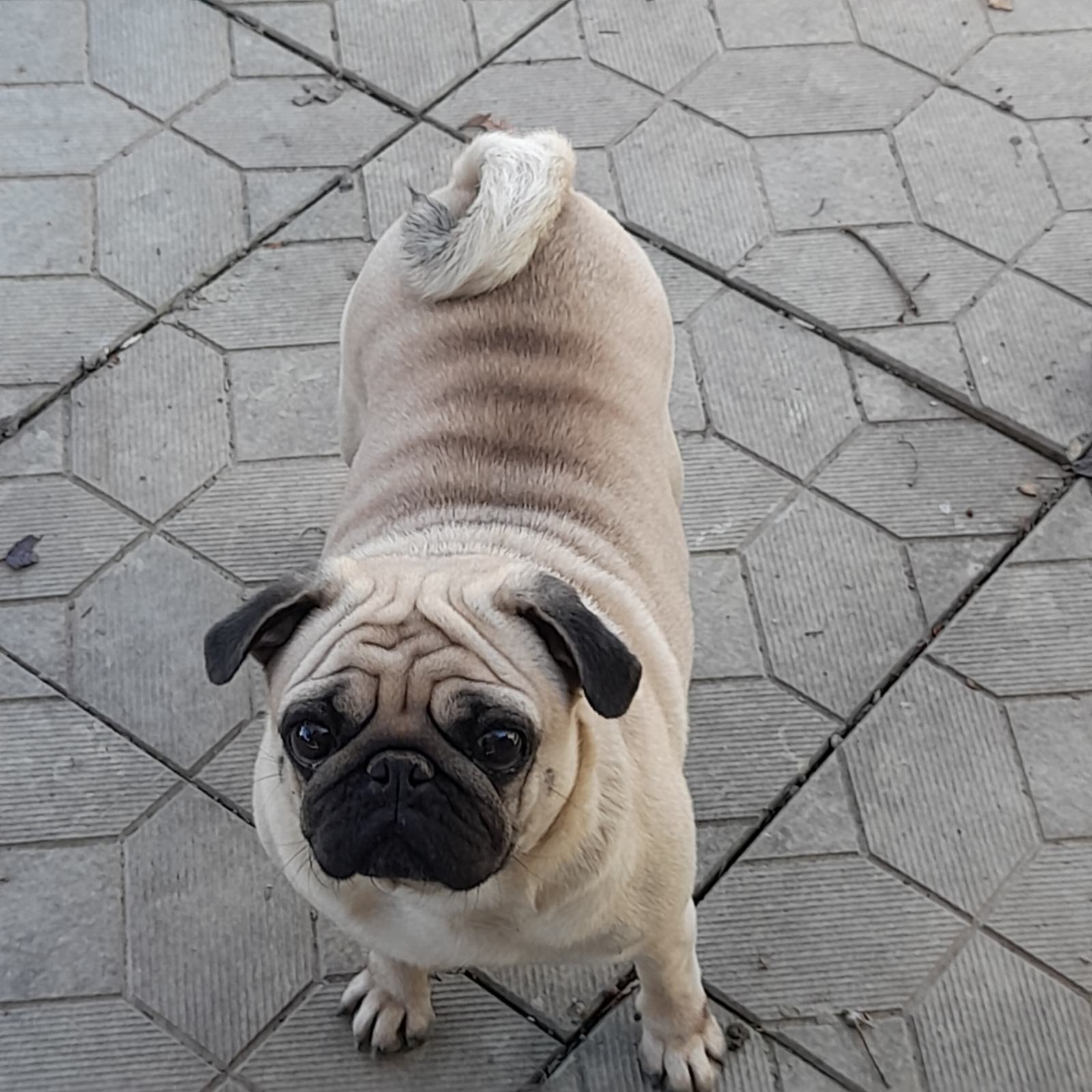 Samice mopsa odrasle