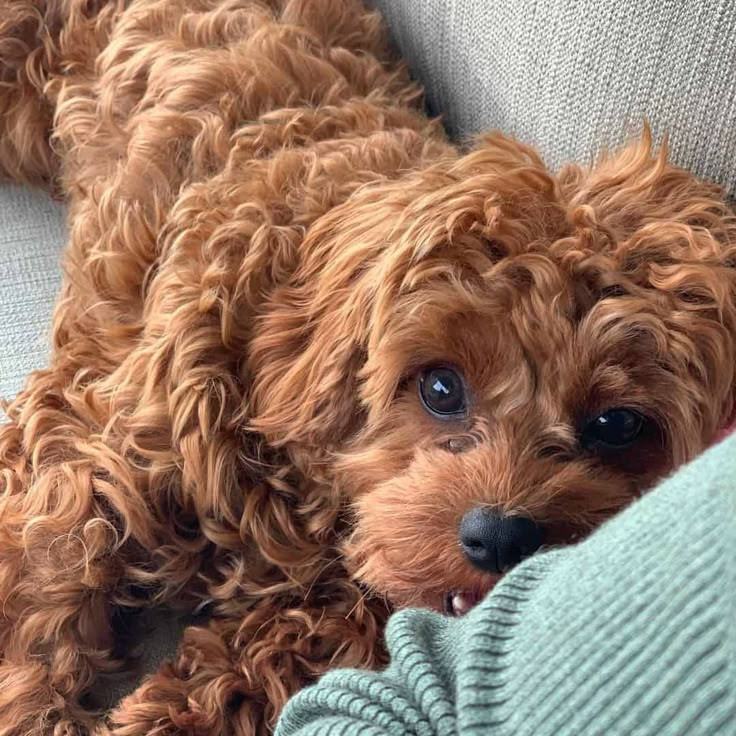 Cavapoo