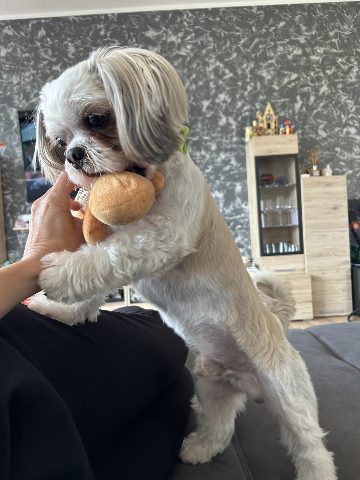 Shih tzu za parjenje