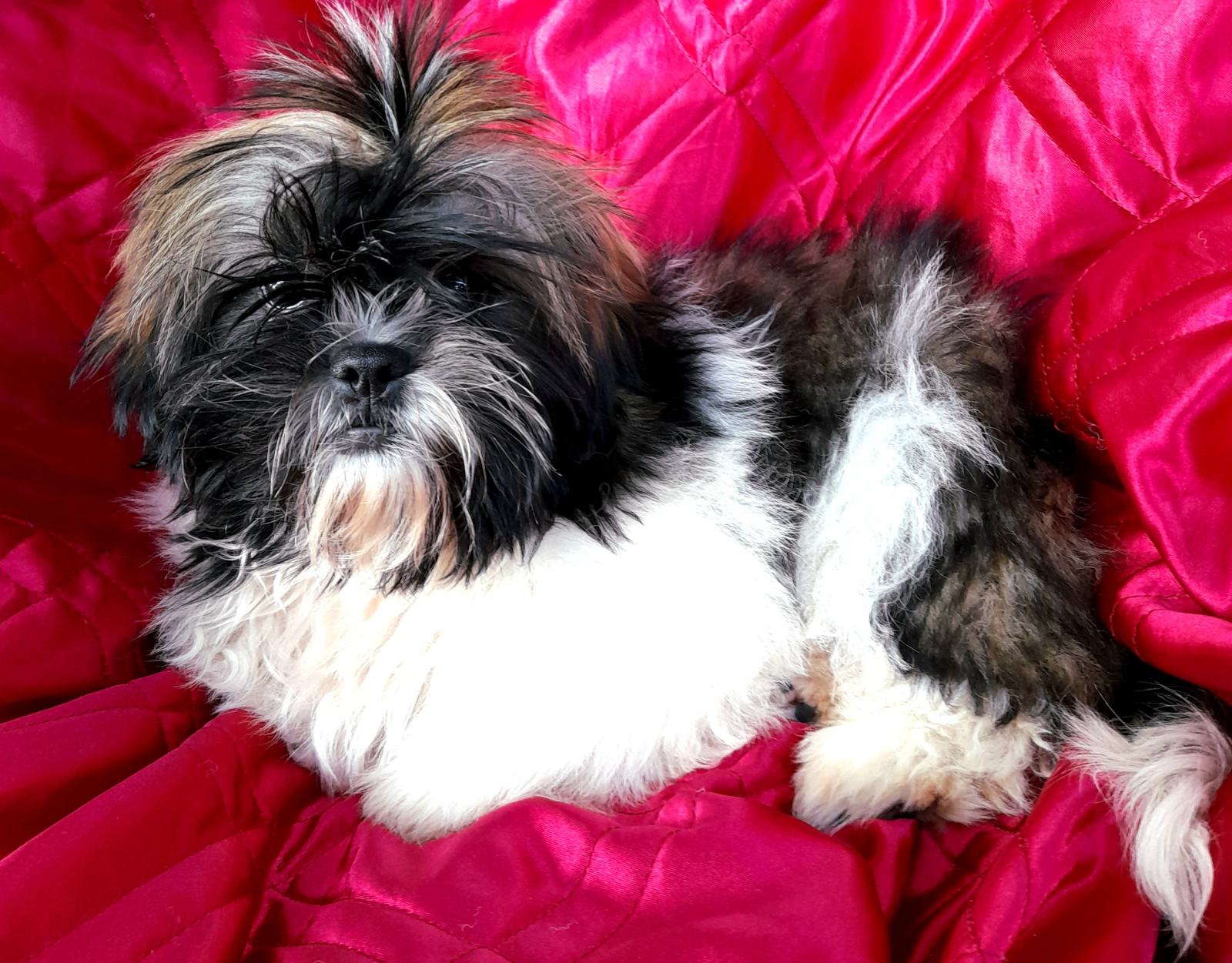 Shih-tzu