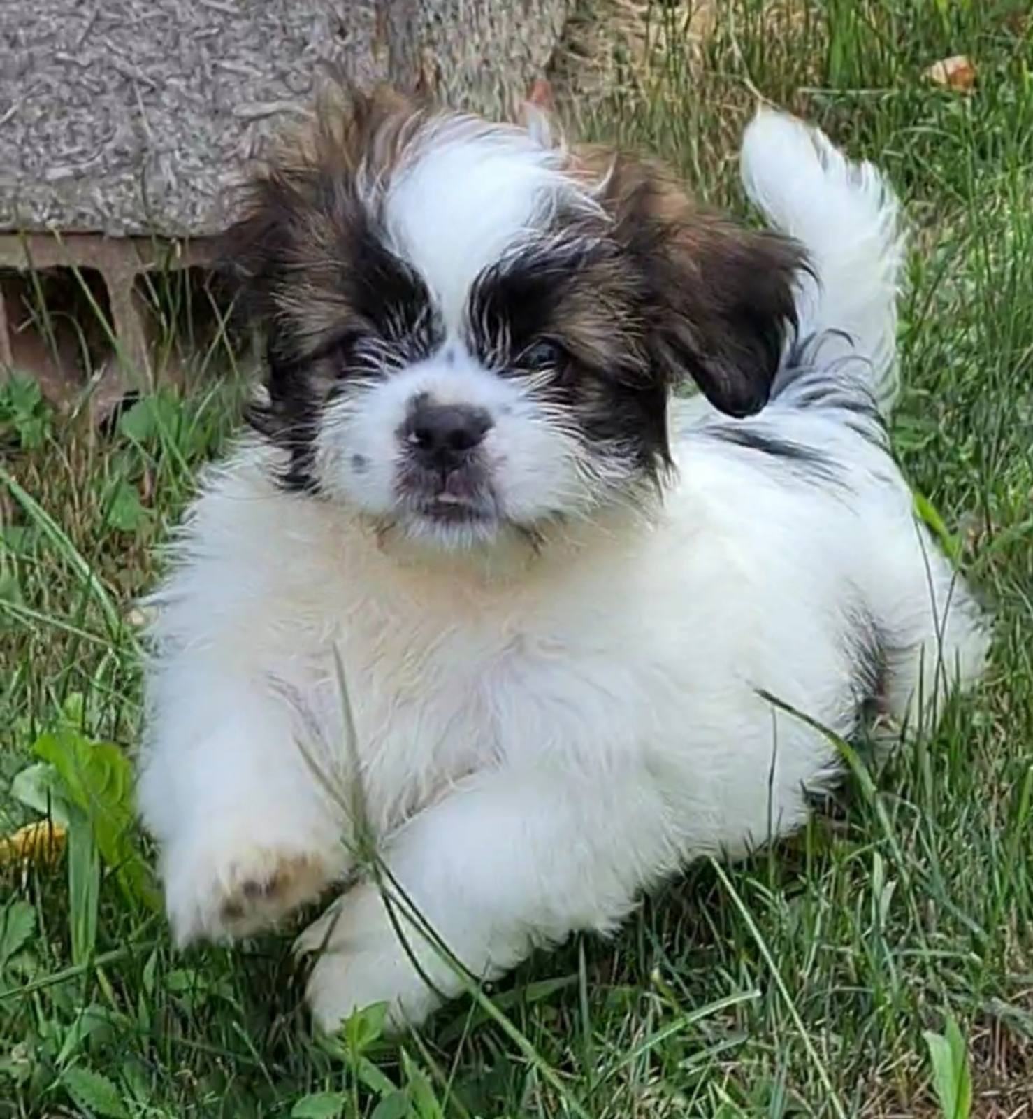 Shih Tzu