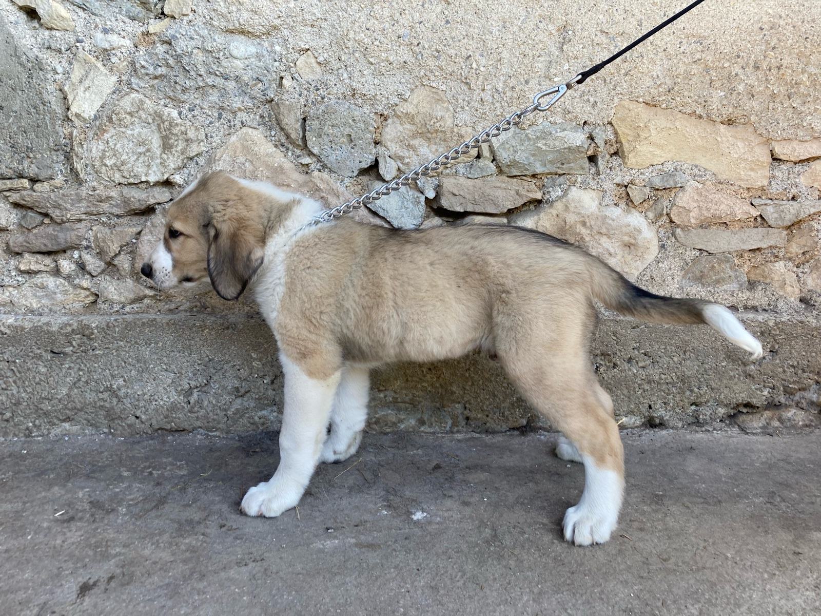 Srednjeazijski ovčar -AZIJAT