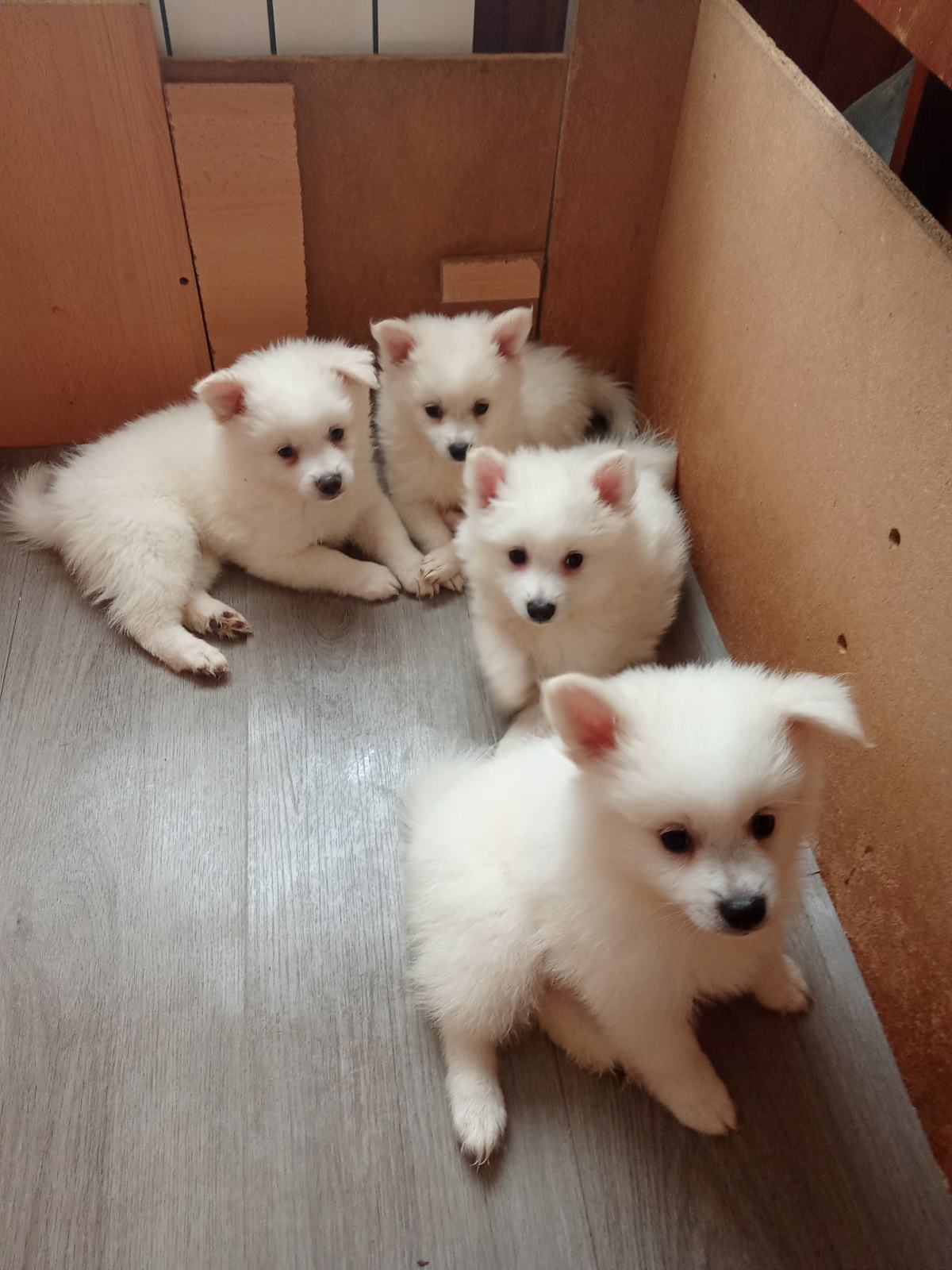 Srednji špici (beli) na prodaj