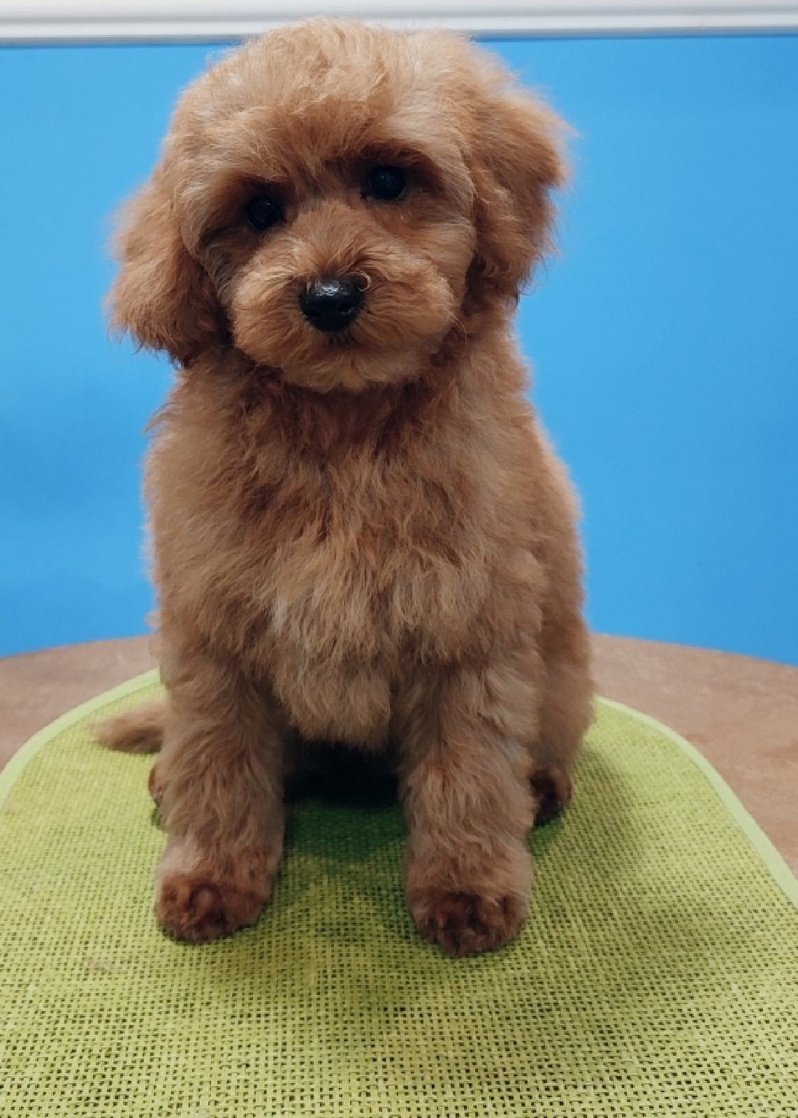 Toy poodle fawn
