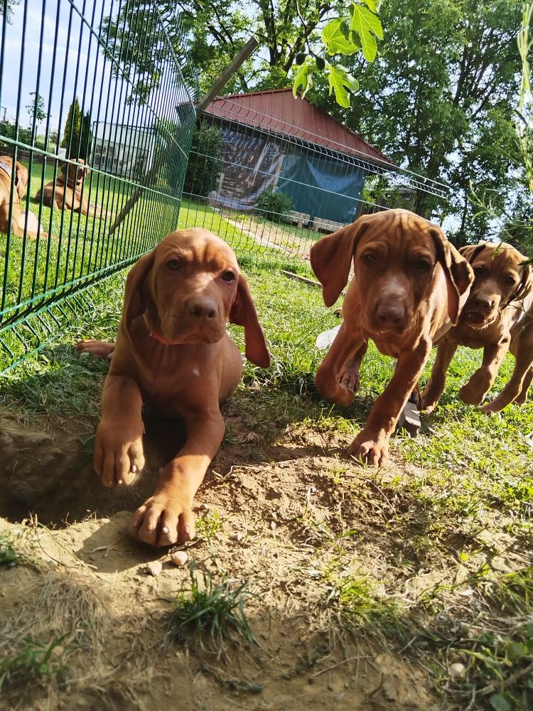 Vižla - Madžarski kratkodlaki ptičar