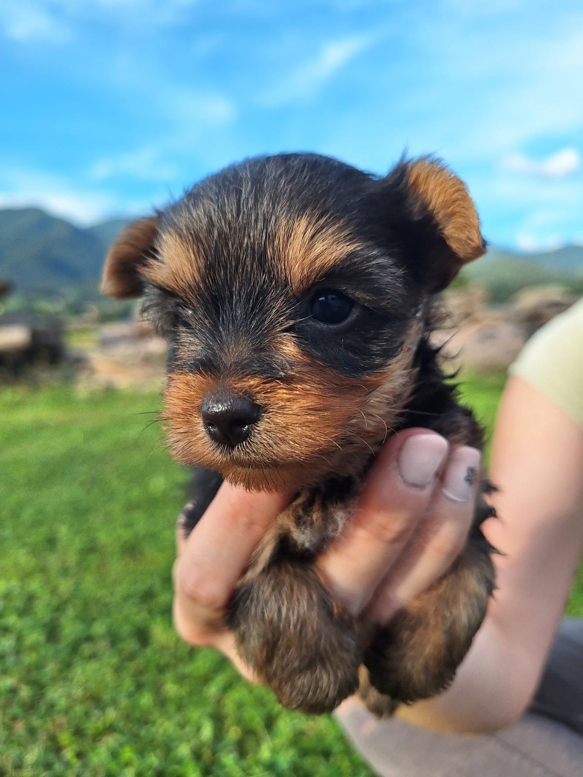 Yorkshire terrier yorki mini yorkie punca