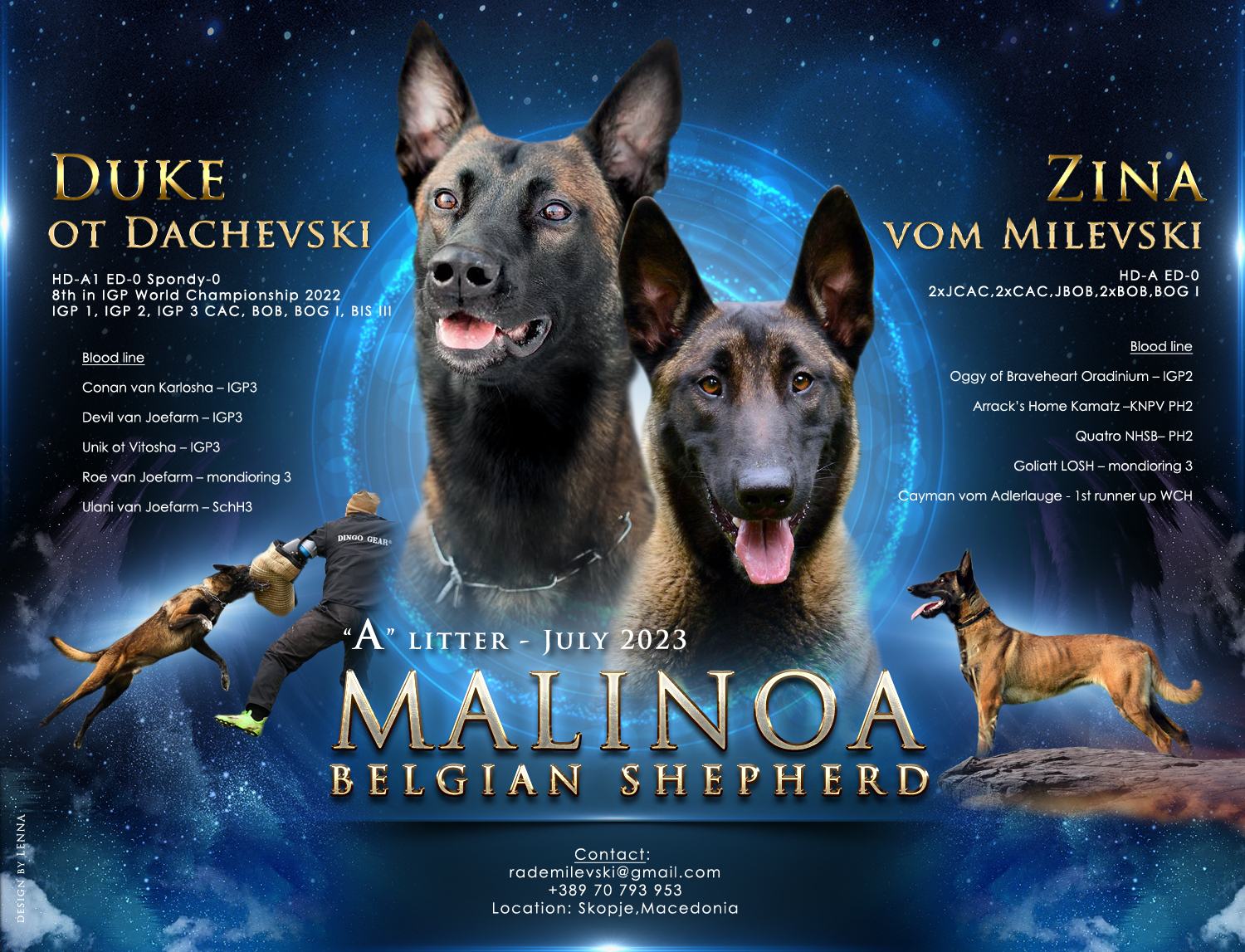 Belgijski ovčar, Malinoa, Štenci