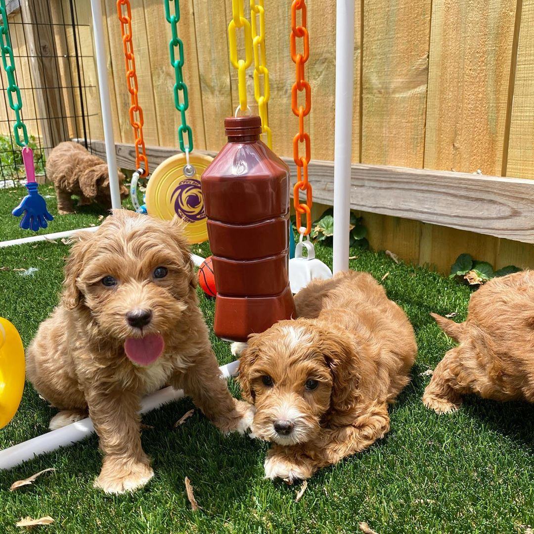 Cavapoo mladički pripravljeni na nove domove