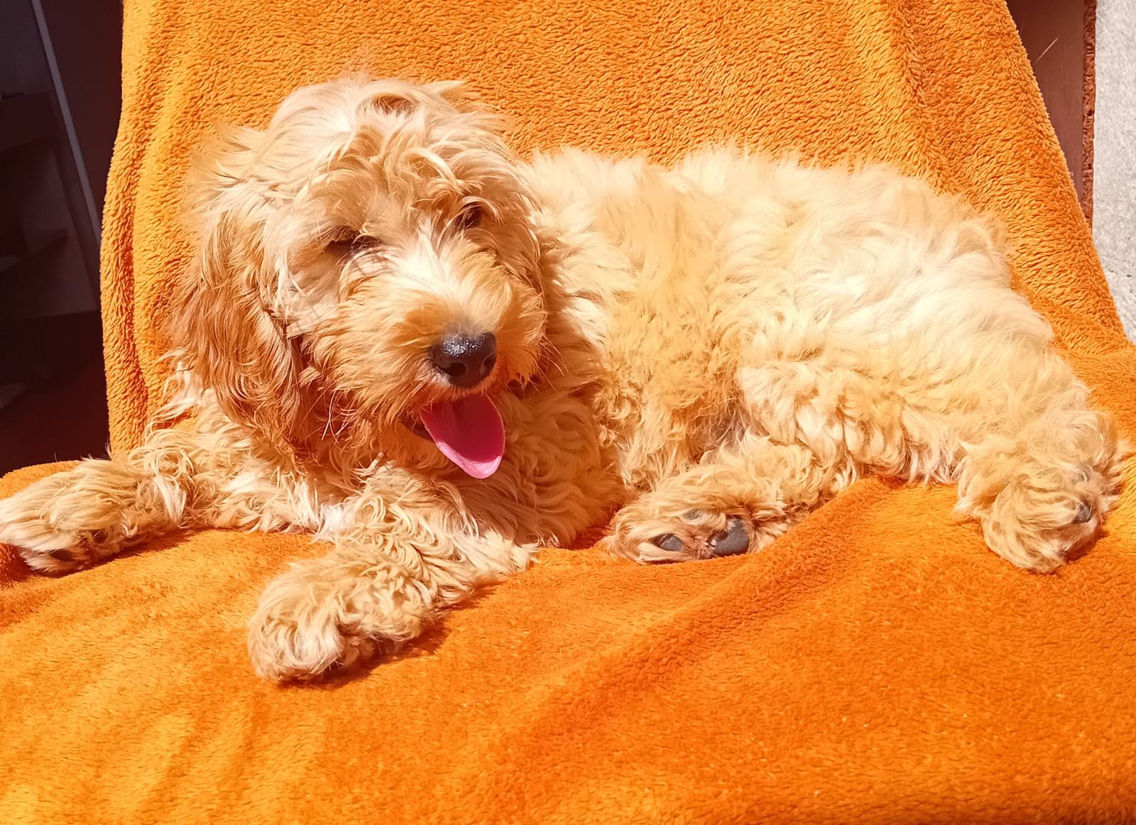 Cavapoo