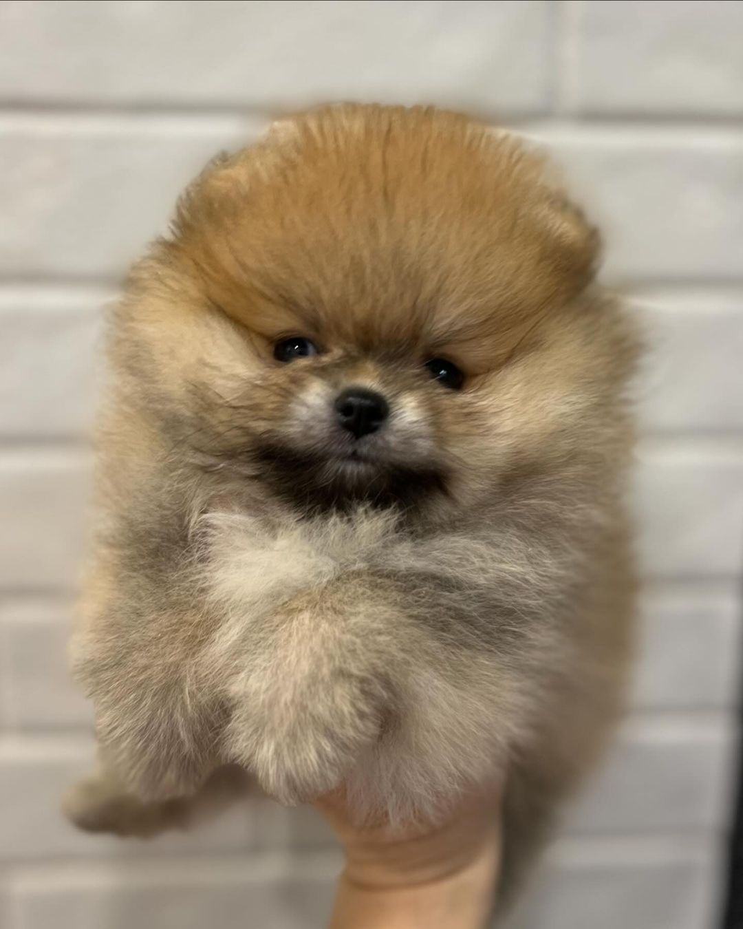 Čistokrvni mladički mini pomeranca
