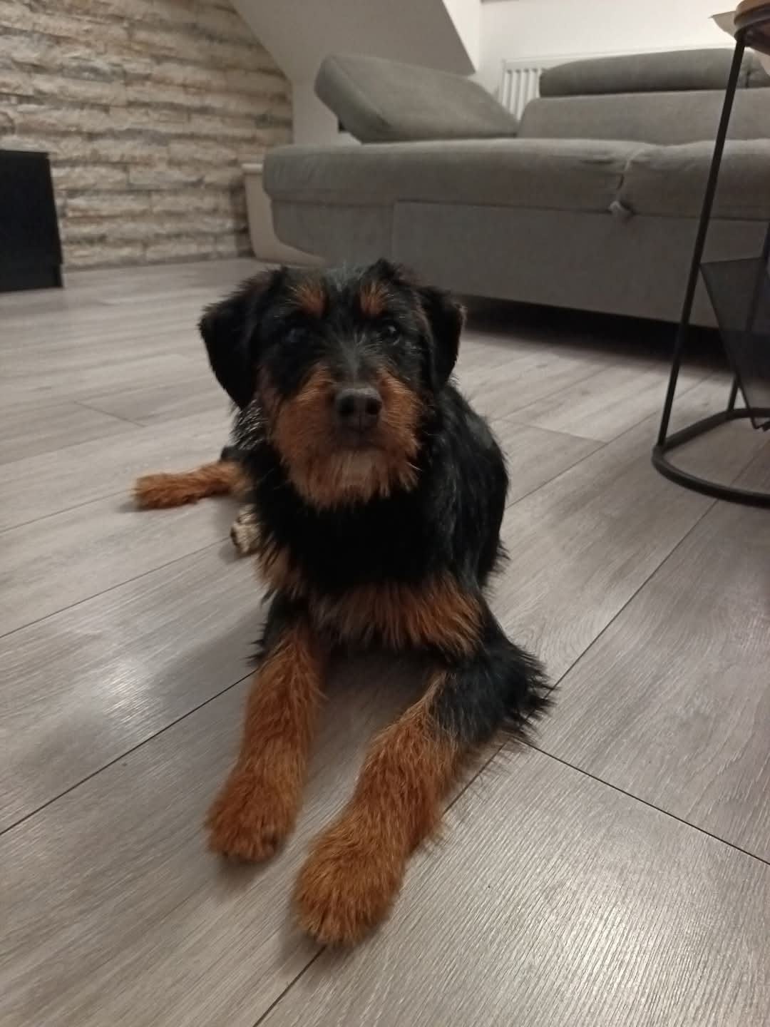 MALA MINA IŠČE DOM