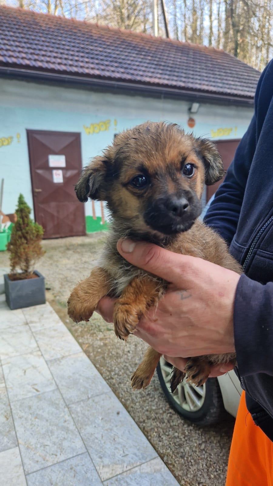 MALA MINI IŠČE DOM