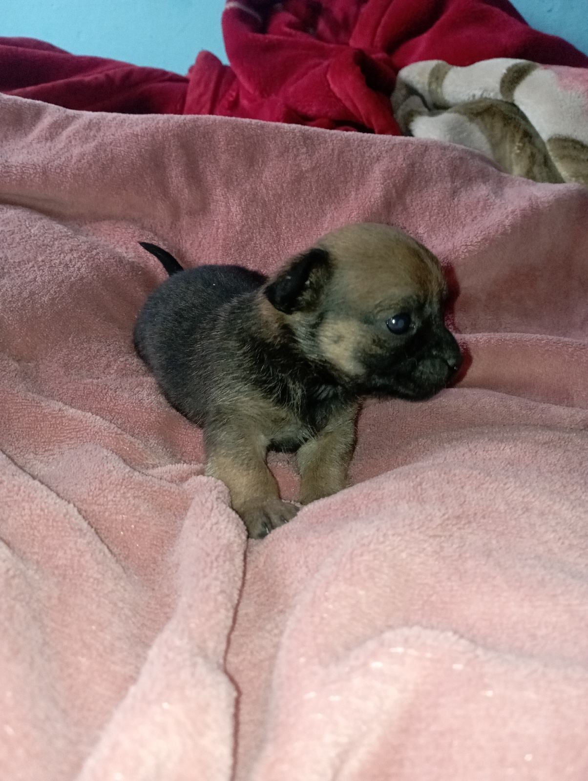 Mini čivava
