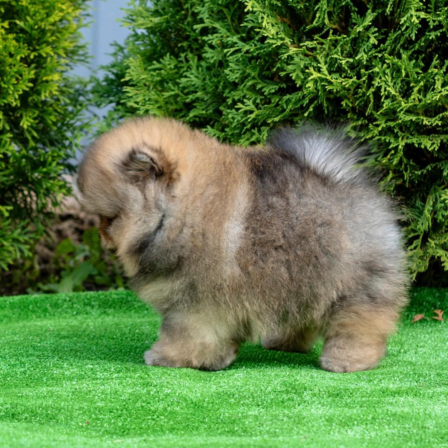 Mladički pomeranskega špica