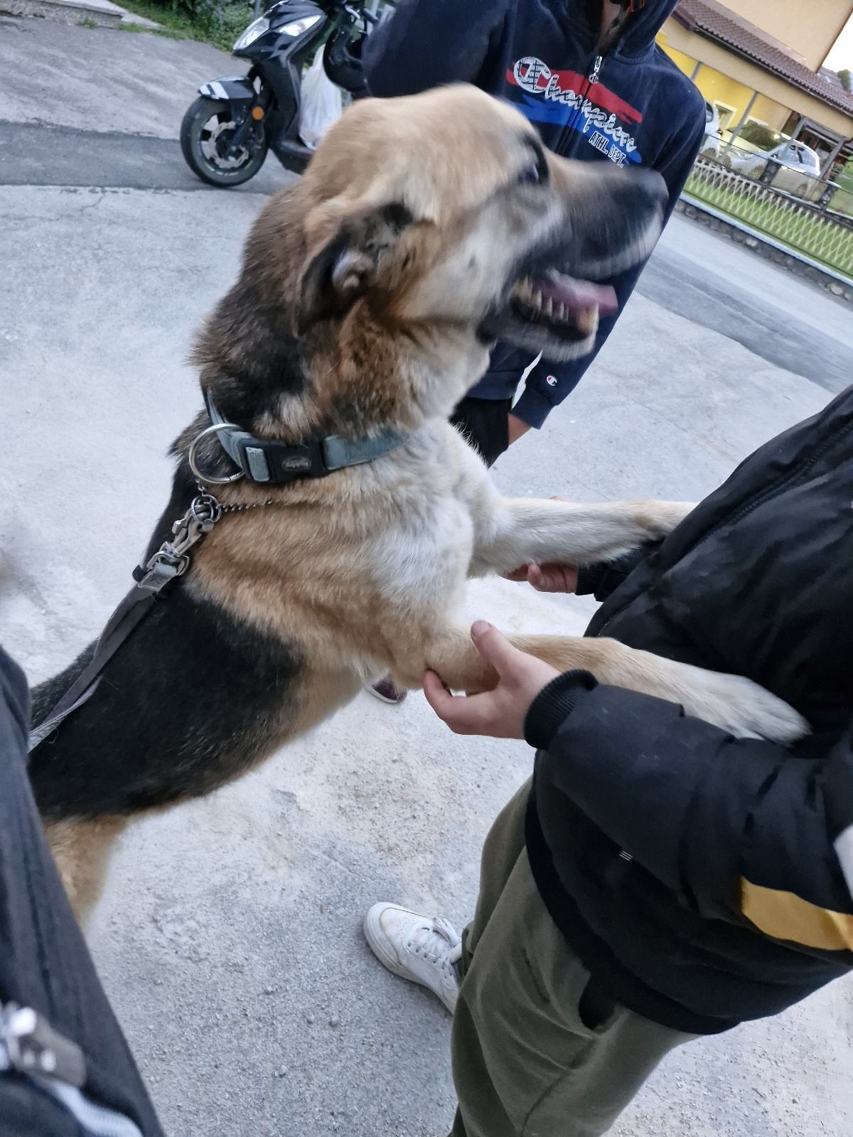 NUJNO ️PODARIMO PSA