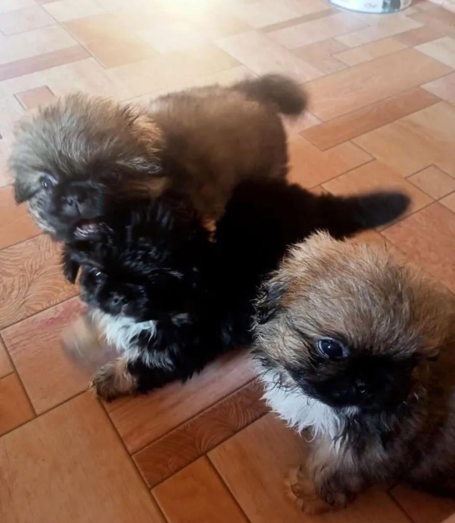 Pekinezer kraljevski