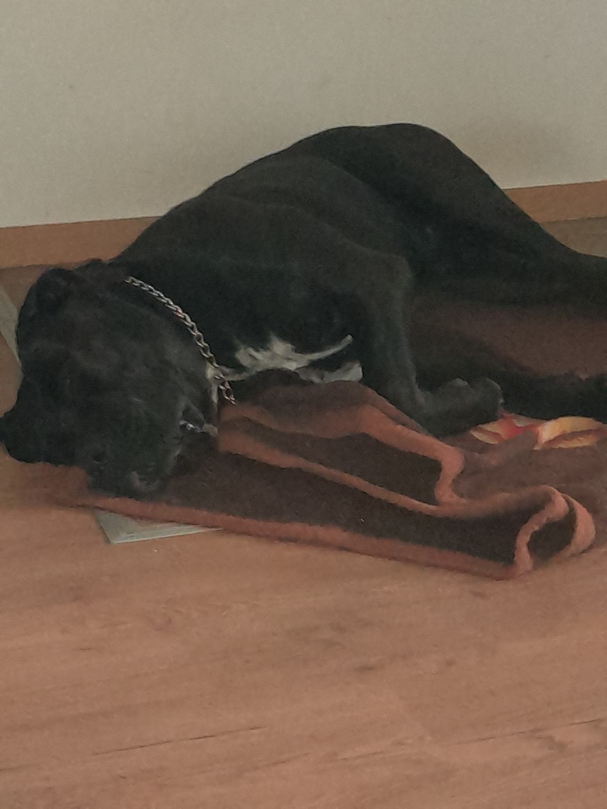 Podarim psa cane corso