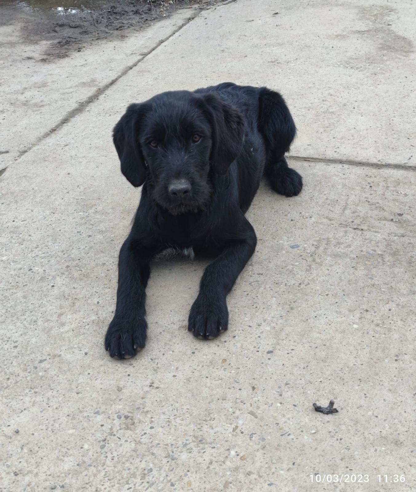 Podarim psa mešanca