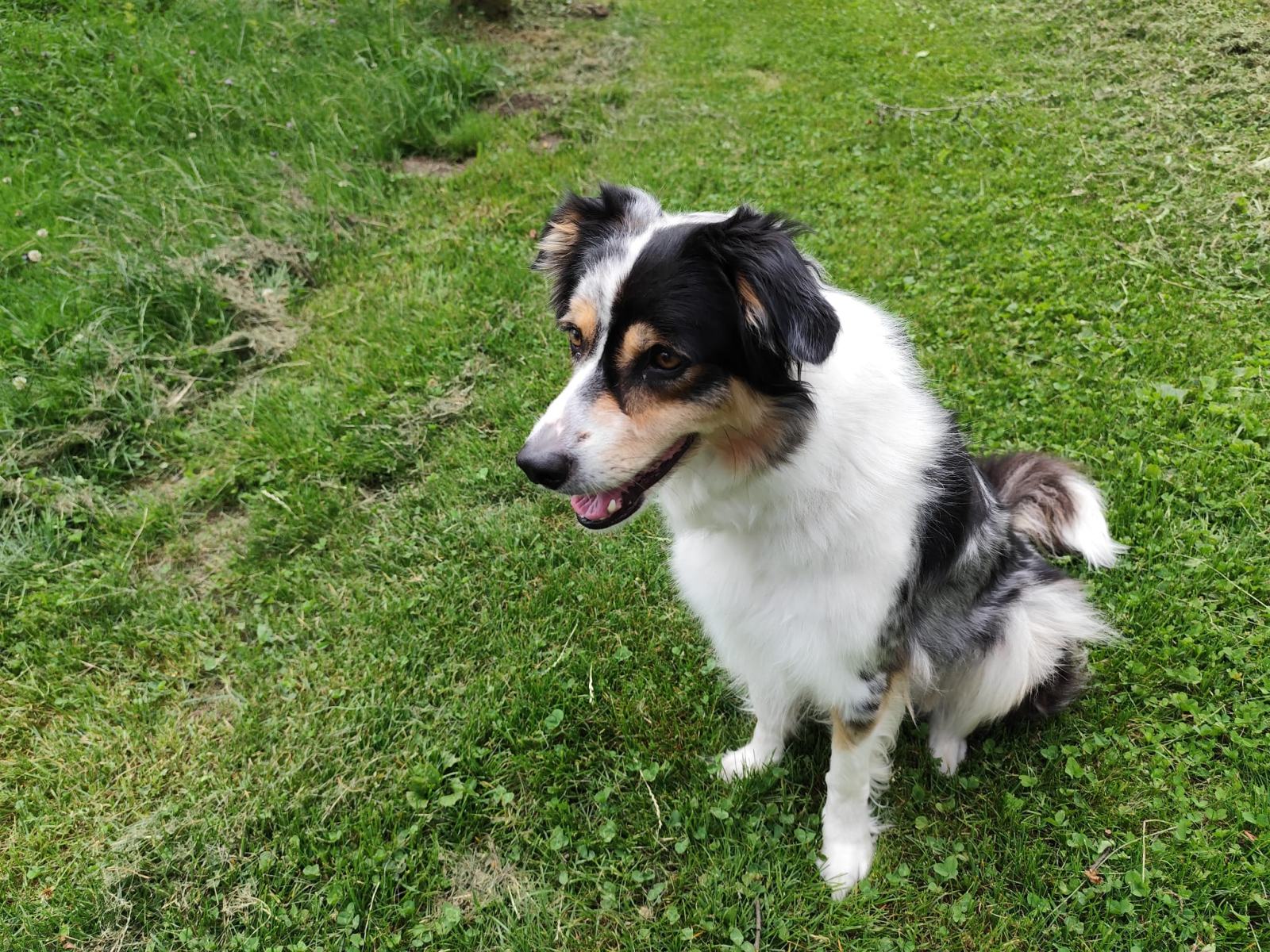 Podarimo psa Pasme Border collie