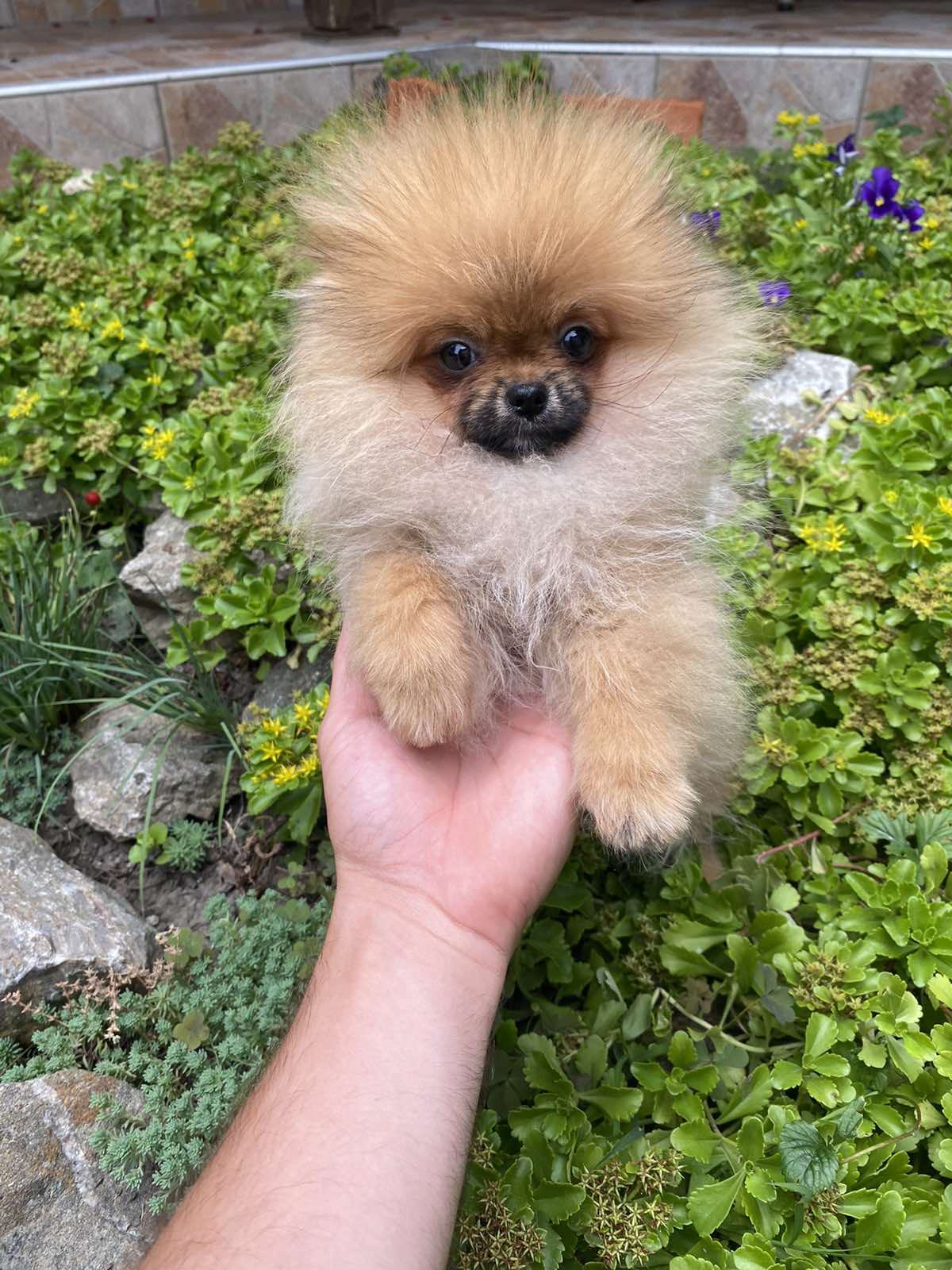 Pomeranian boo