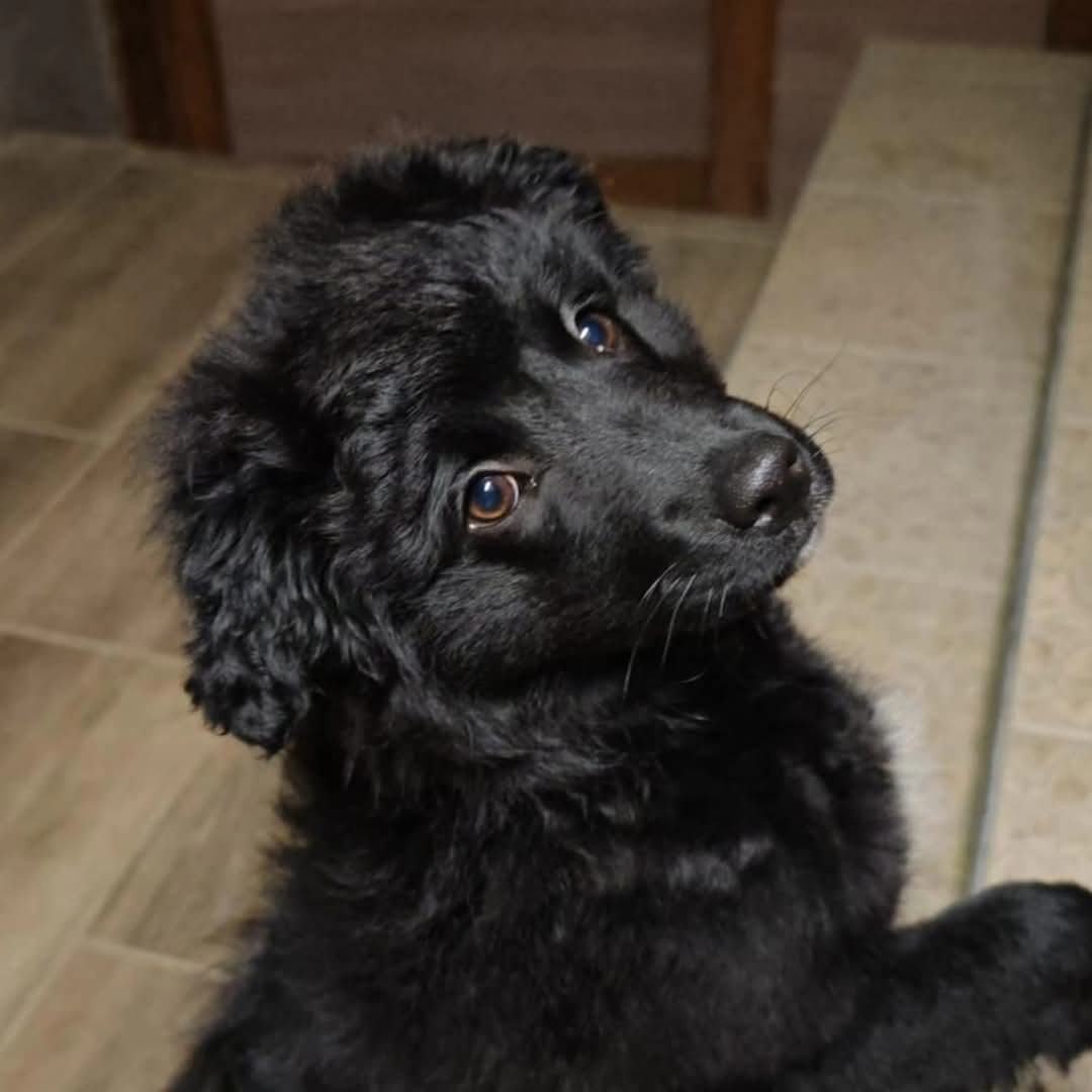 RUTVICA (RUTA) IŠČE DOM