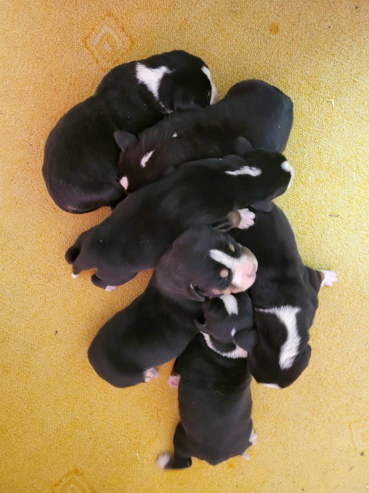 Veliki švicarski planšarski pes mladički