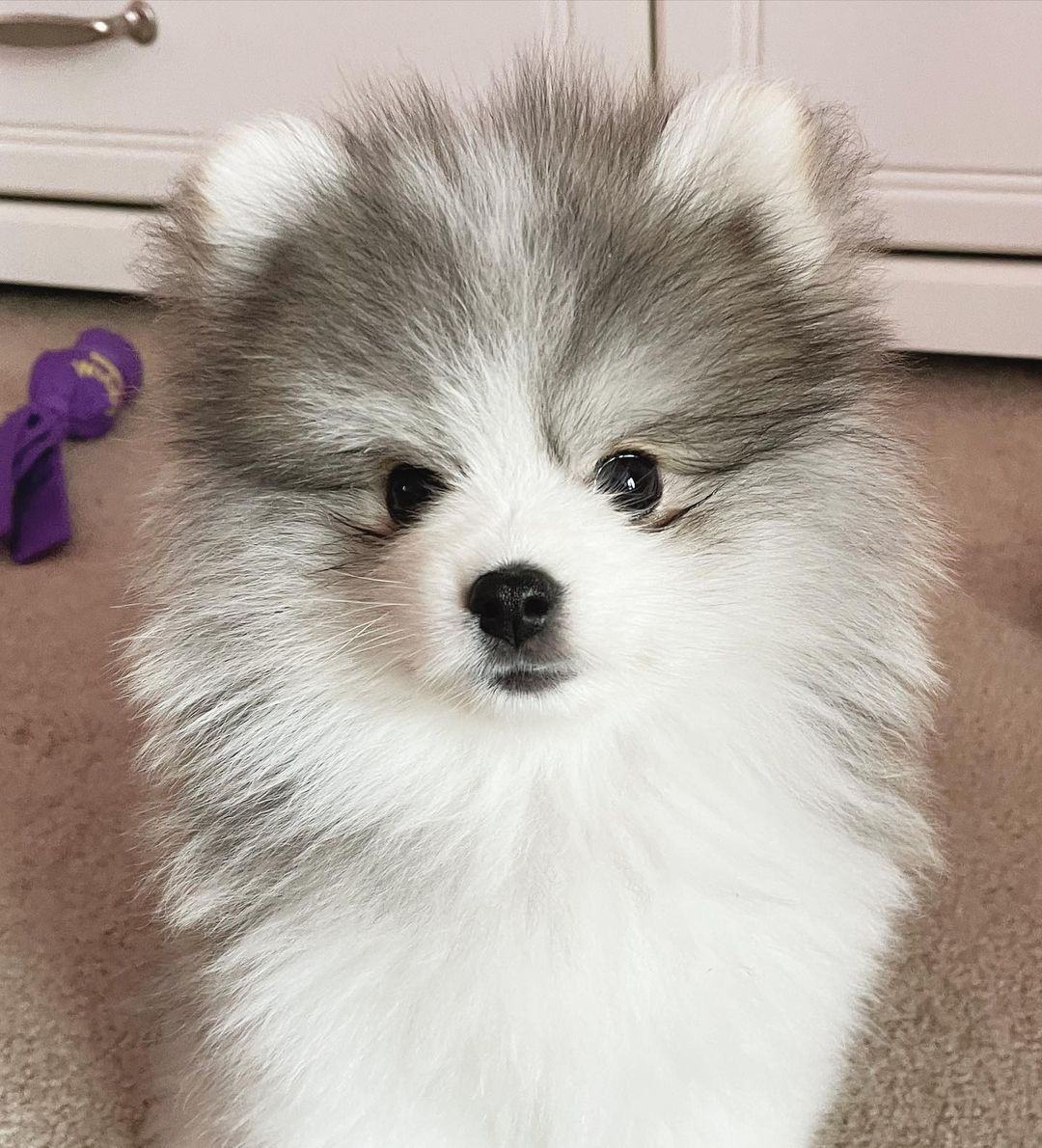 Na voljo čudoviti mladički Pomsky