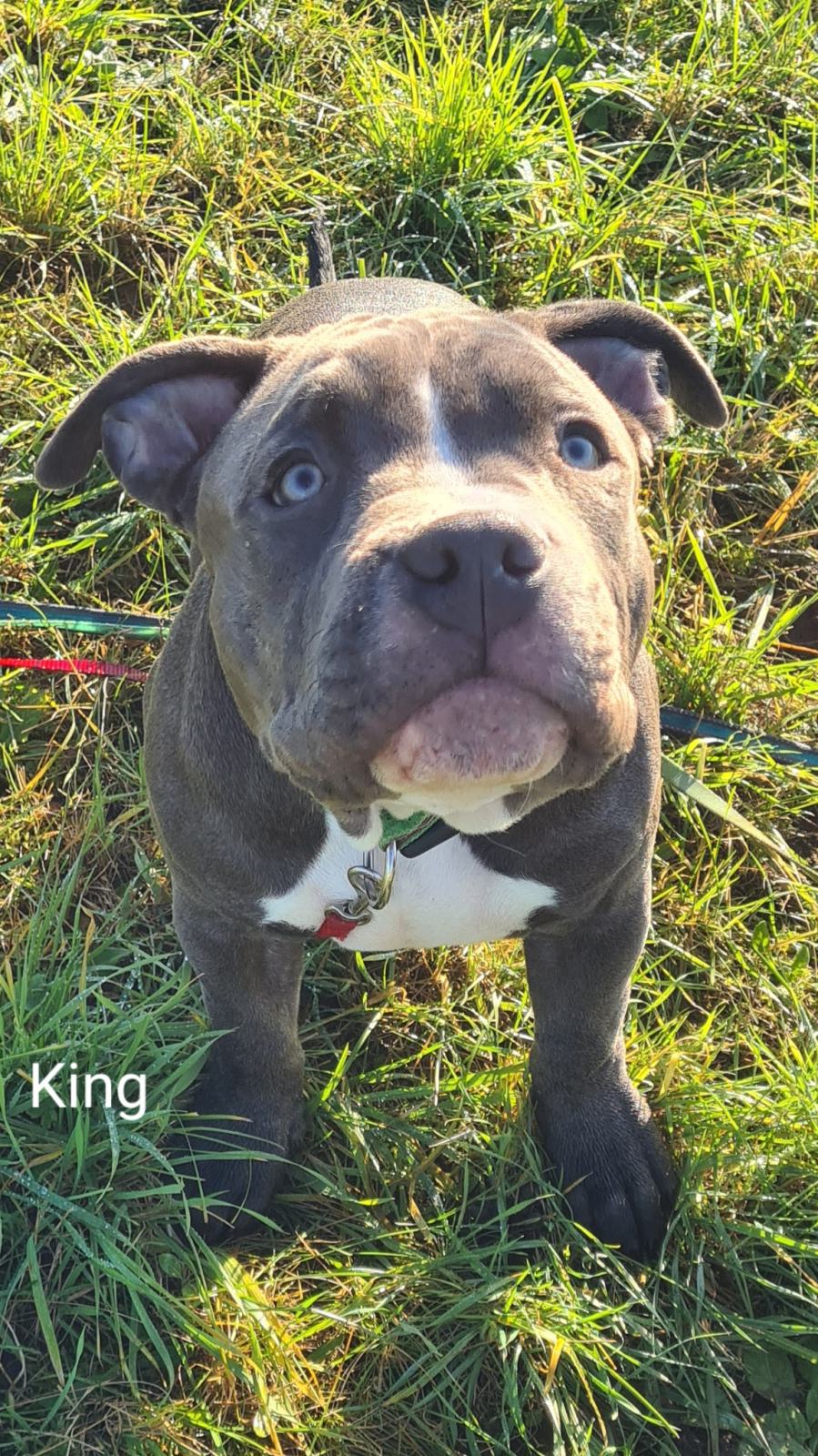 AMERICAN BULLY STANDARD