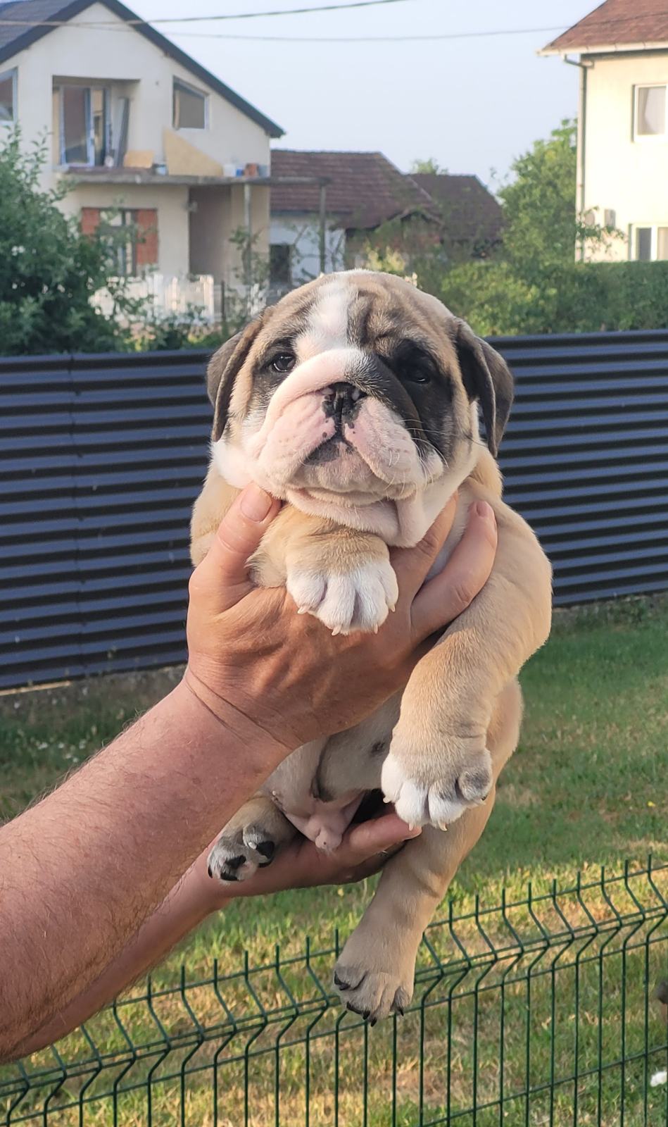 Angleški Buldog mladički