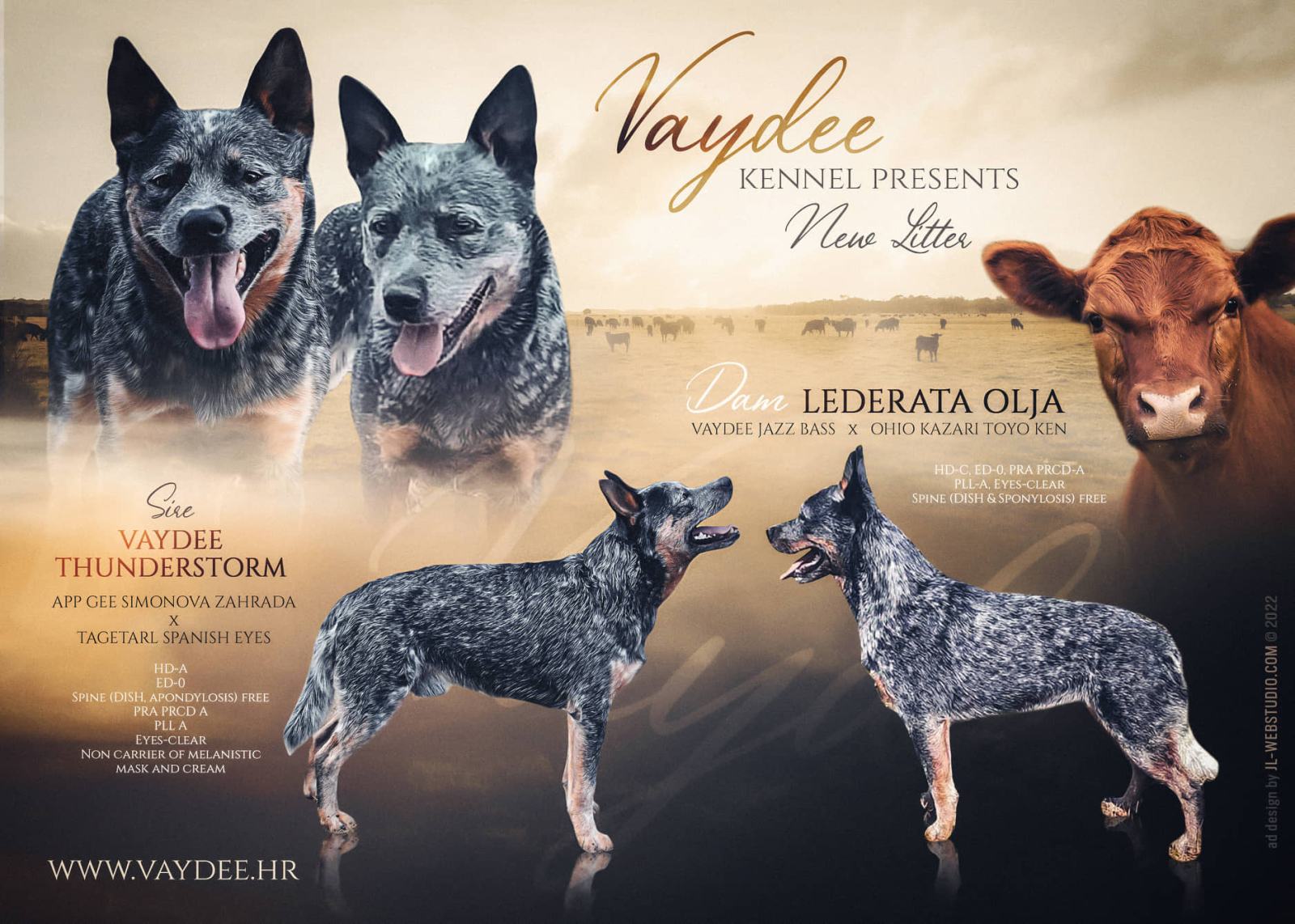 AVSTRALSKI GOVEDAR - AUSTRALIAN CATTLE DOG